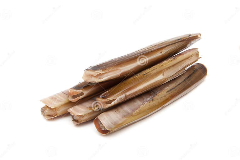 Razor-shell six stock image. Image of razorshell, calm - 27436815