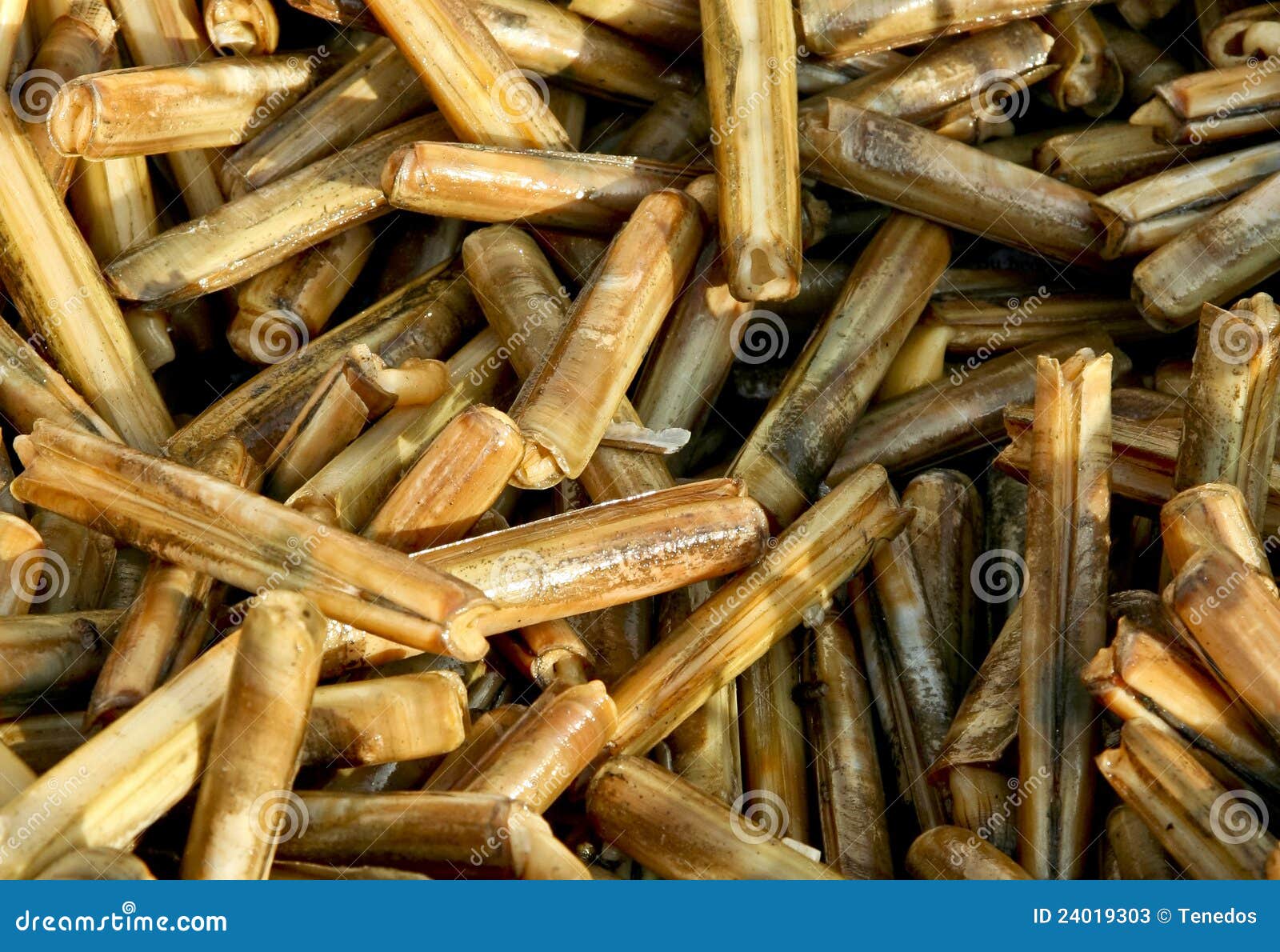 Razor shells stock image. Image of razor, fauna, gourmet - 24019303