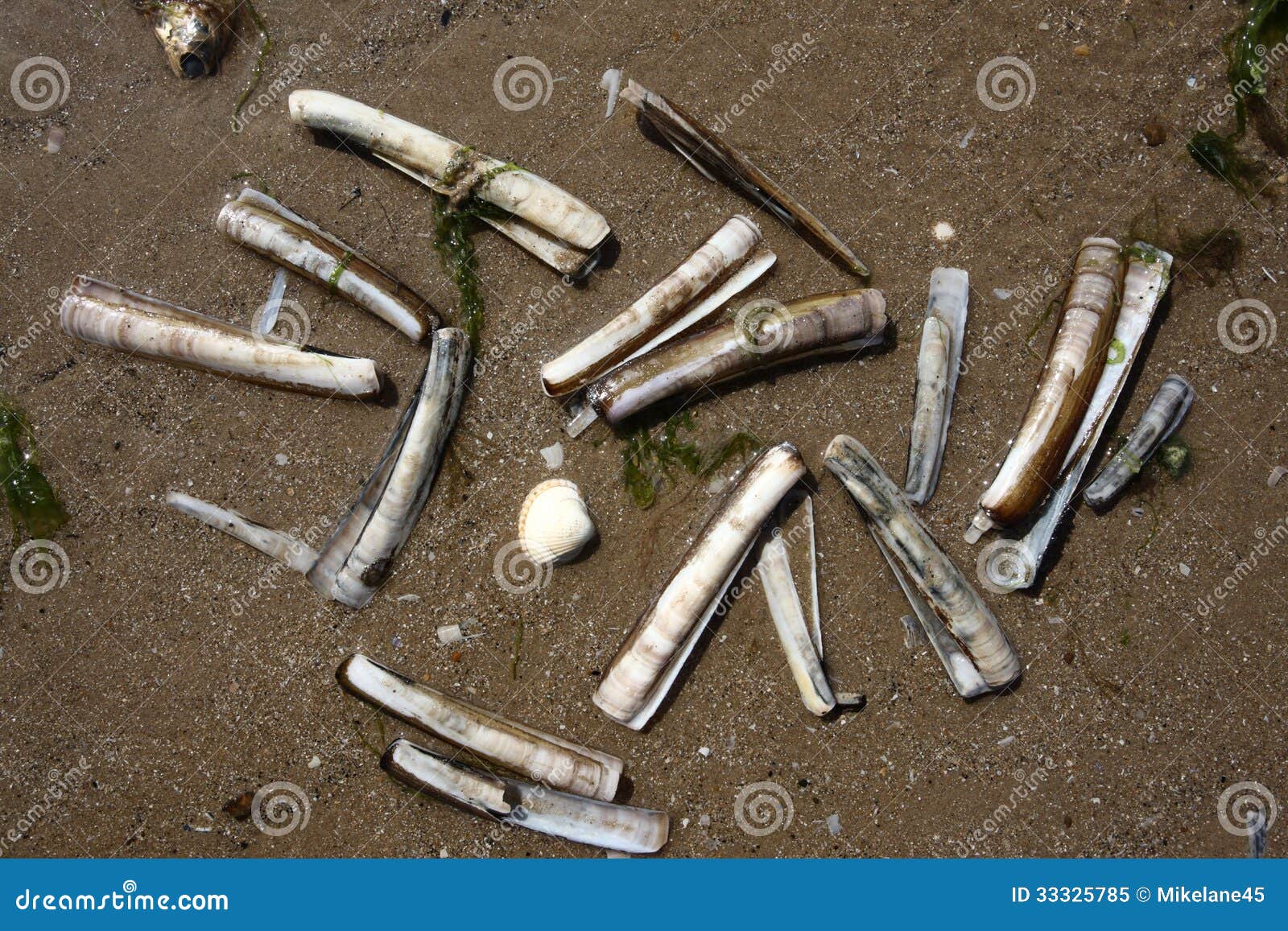 Razor Shells, Ensis Arcuatus Stock Image - Image of shells, bivalve ...