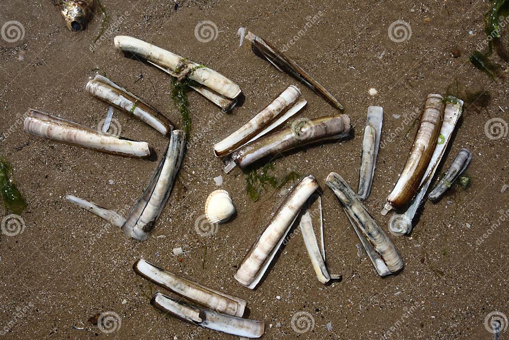 Razor Shells, Ensis Arcuatus Stock Image - Image of shells, bivalve ...