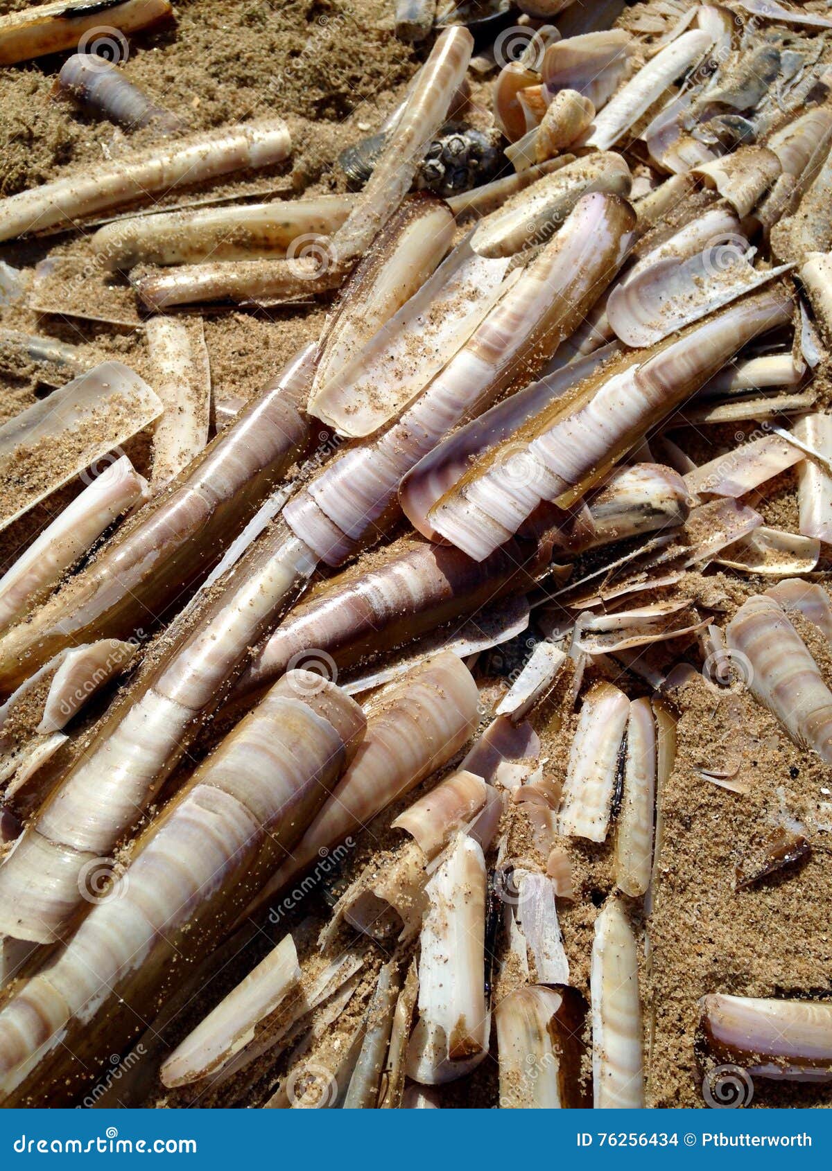 Razor Shells stock photo. Image of clams, marine, detail - 76256434