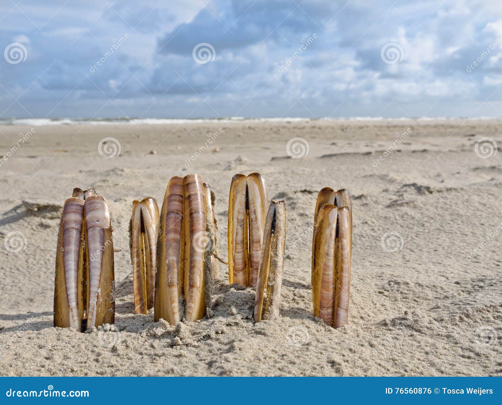 Razor Shells Royalty-Free Stock Image | CartoonDealer.com #61557952