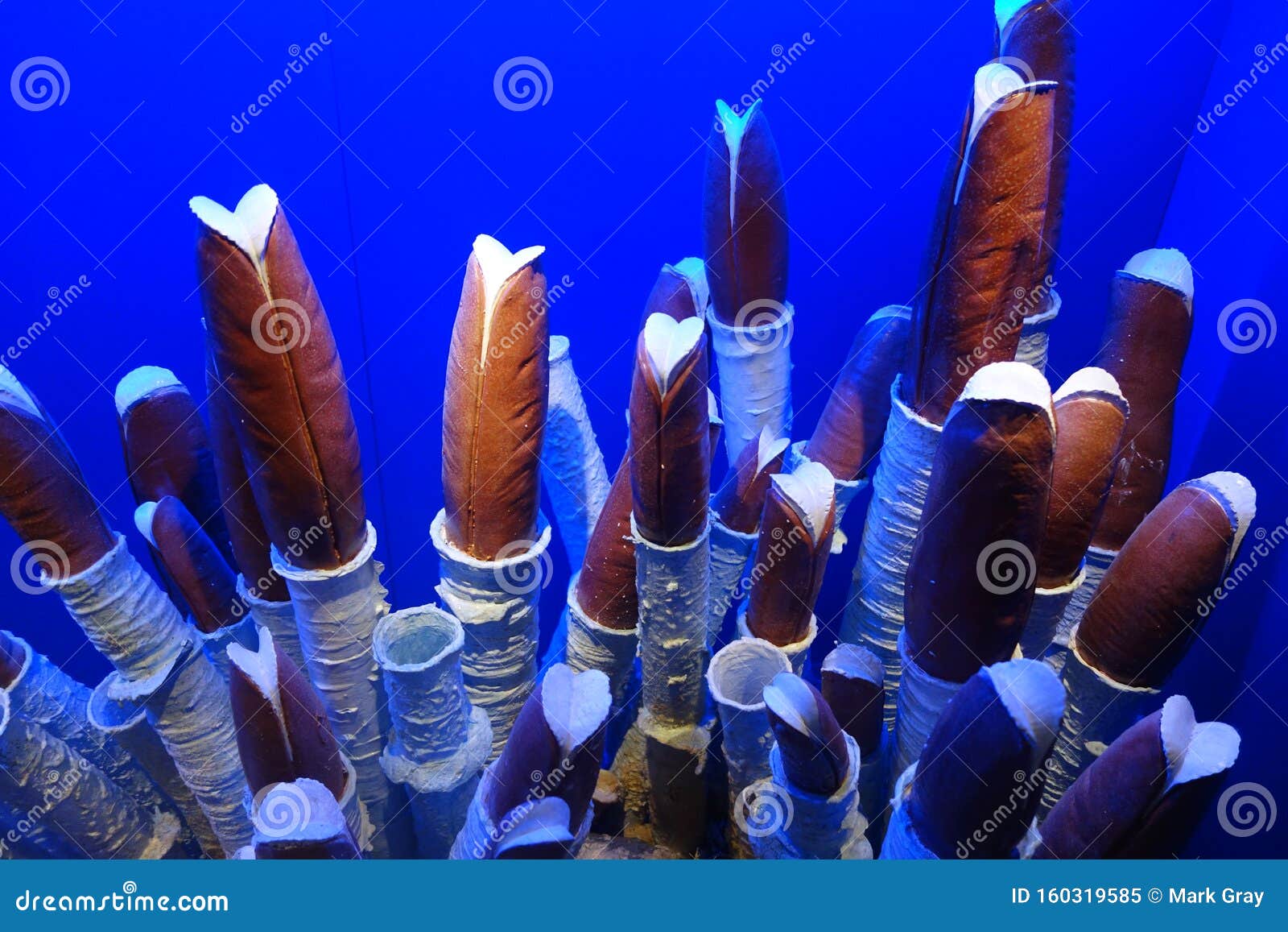 Razor Shells on the Sea Bed Stock Image - Image of razor, deep: 160319585