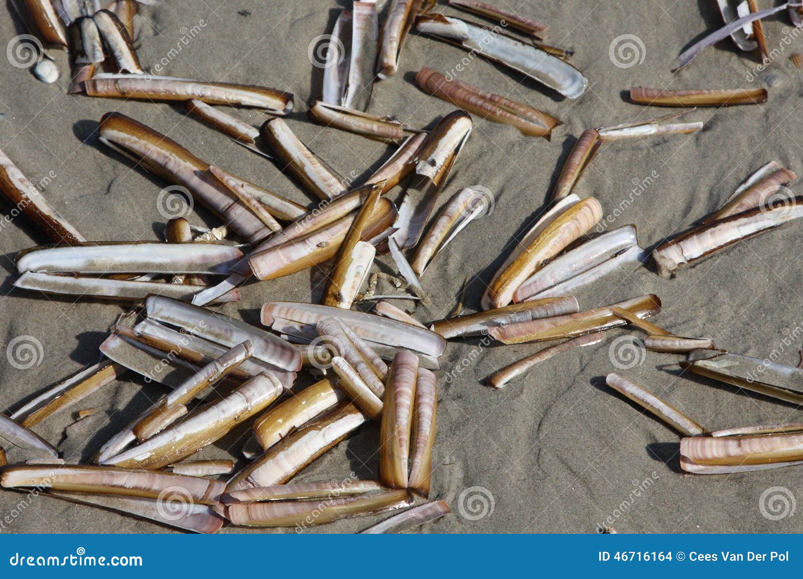 Razor Shells on Terschelling Stock Photo - Image of tourists ...