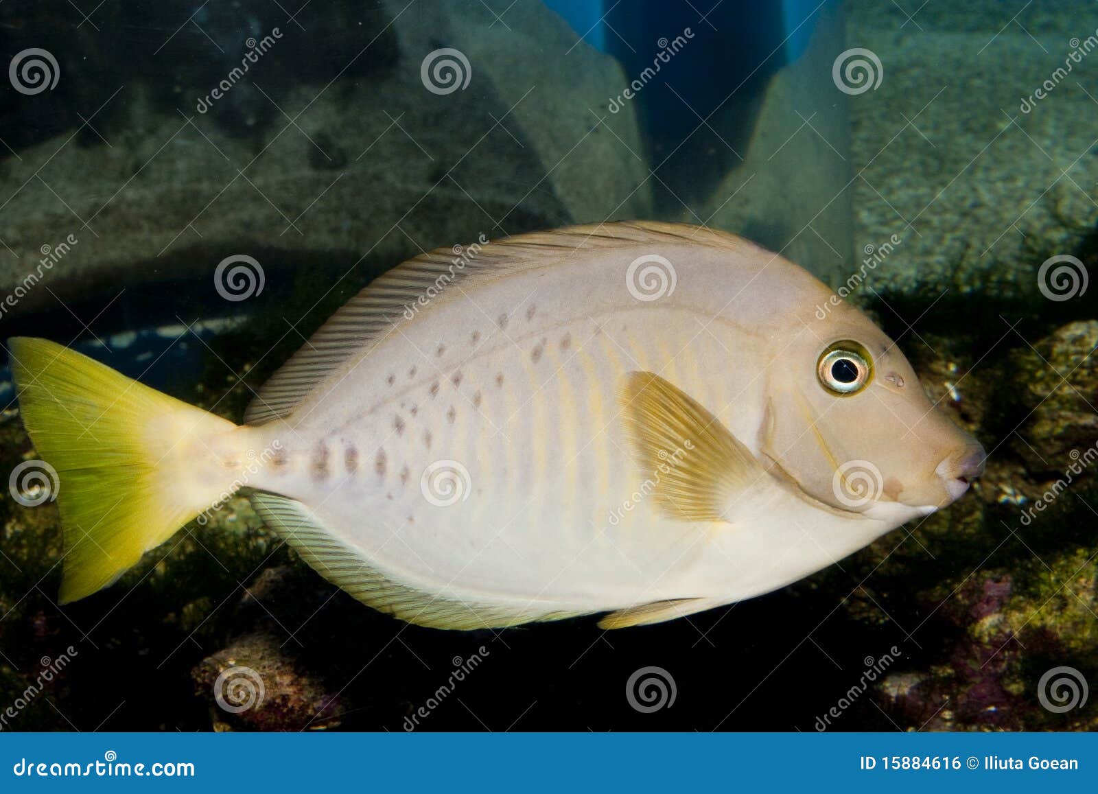 Razor Surgeonfish stock photo. Image of prionurus, laticlavius - 15884616