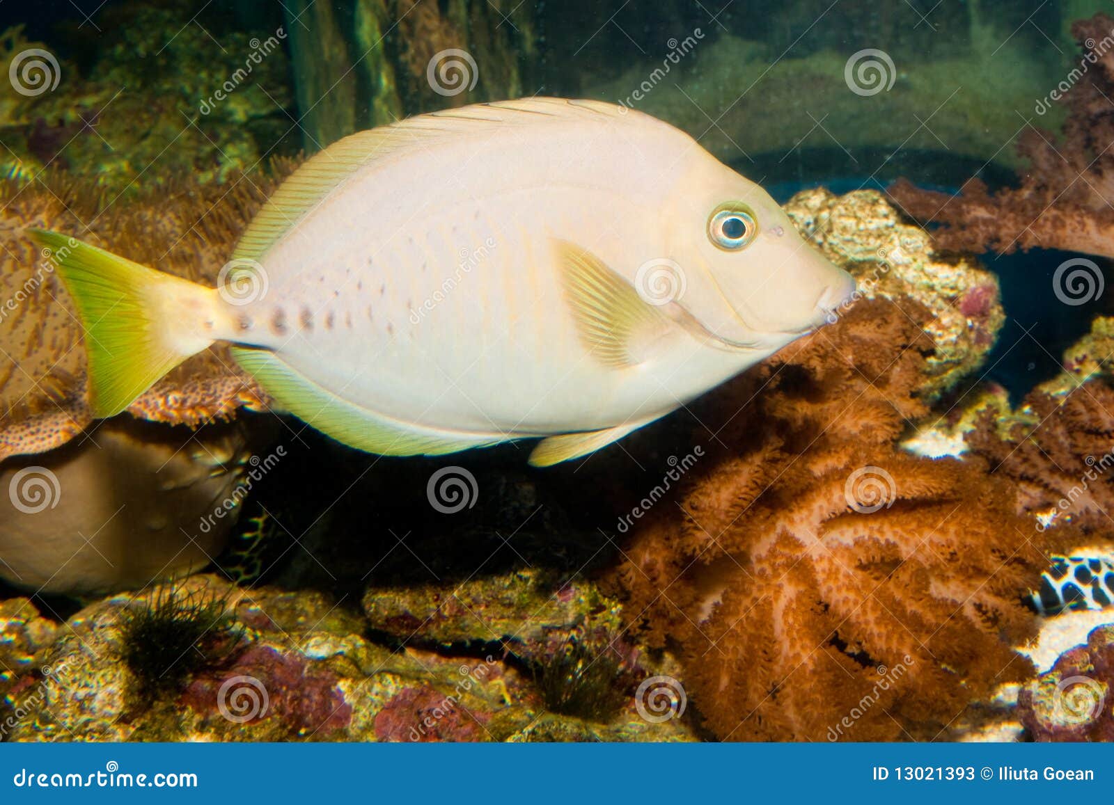 Razor Surgeonfish in Aquarium Stock Image - Image of fishtank, coral ...