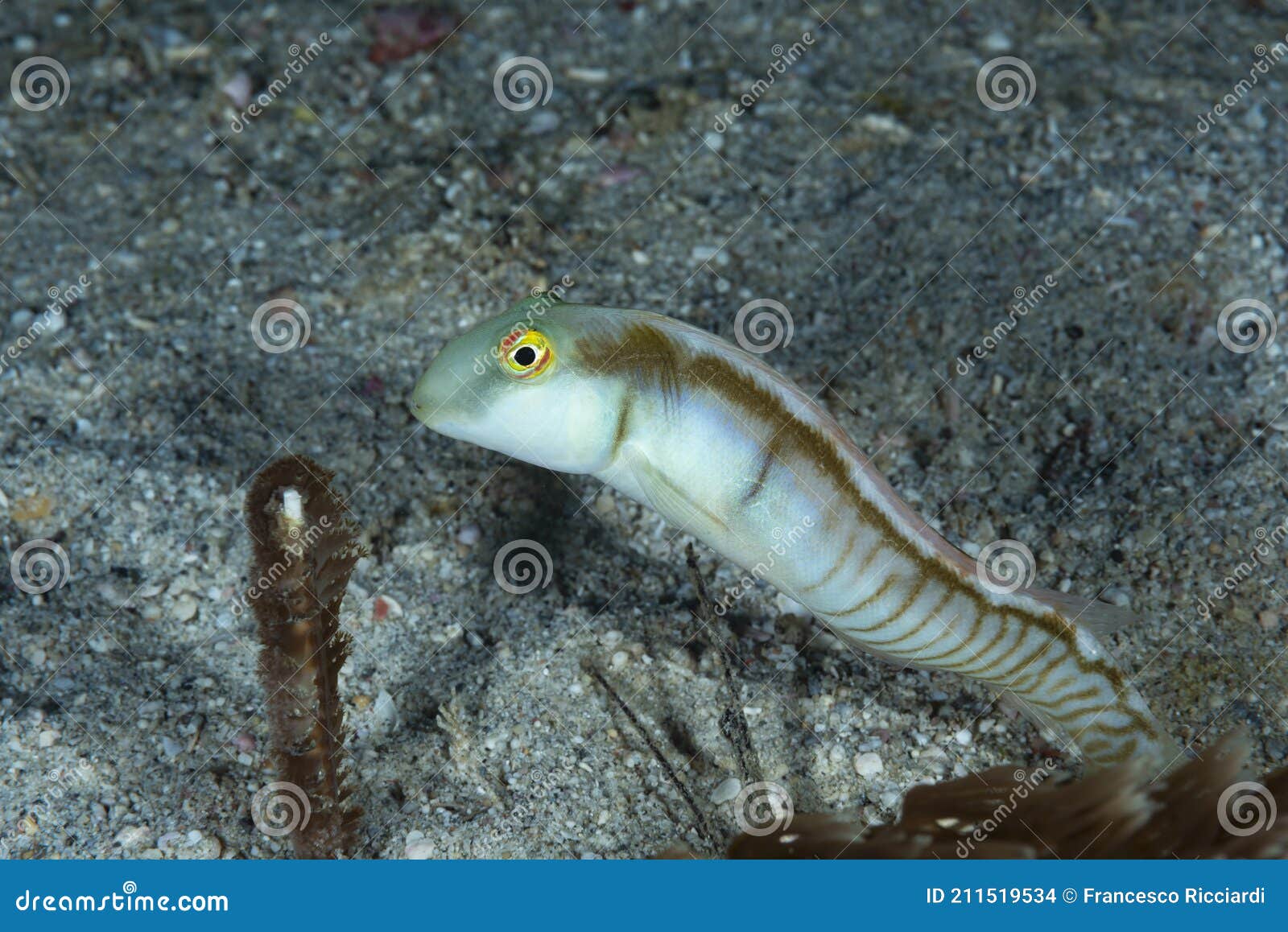 Razor Wrasse Cymolutes Torquatus Stock Photo - Image of keywords, fish ...