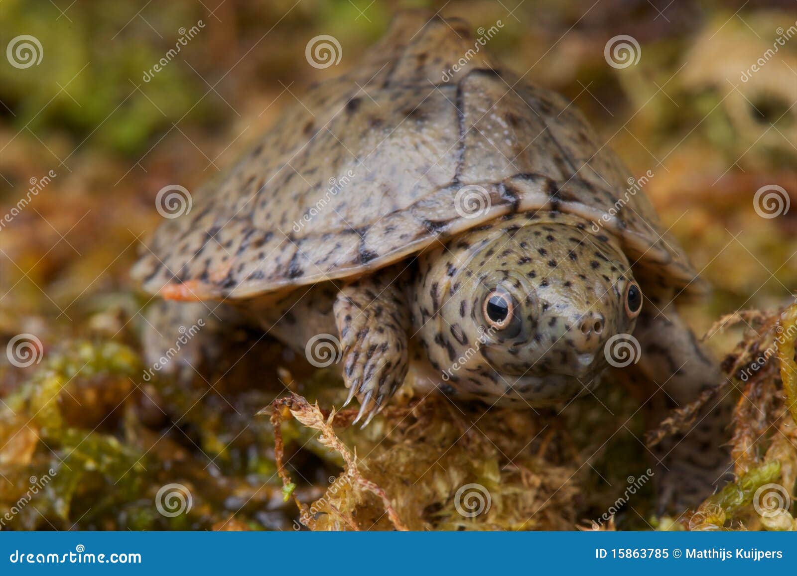 Razorback musk turtle stock image. Image of razor, musk - 15863785