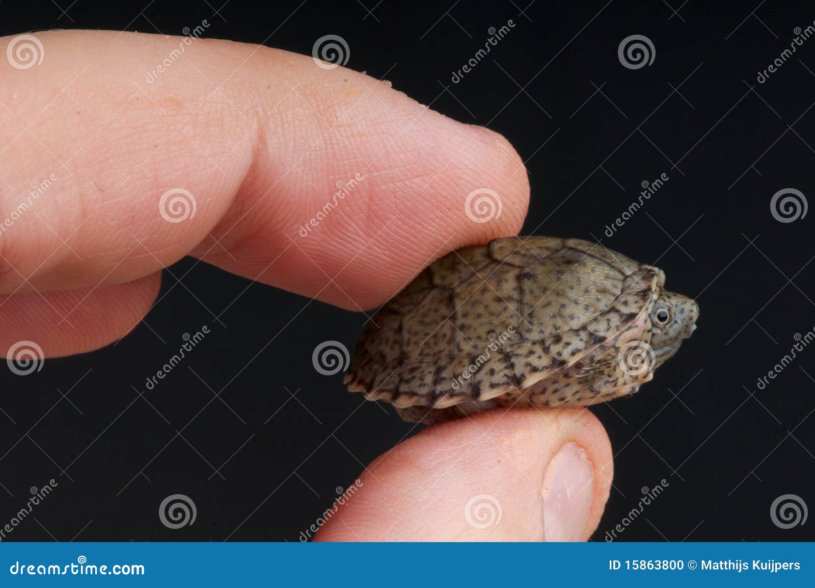 Razorback musk turtle stock photo. Image of pets, turtles - 15863800