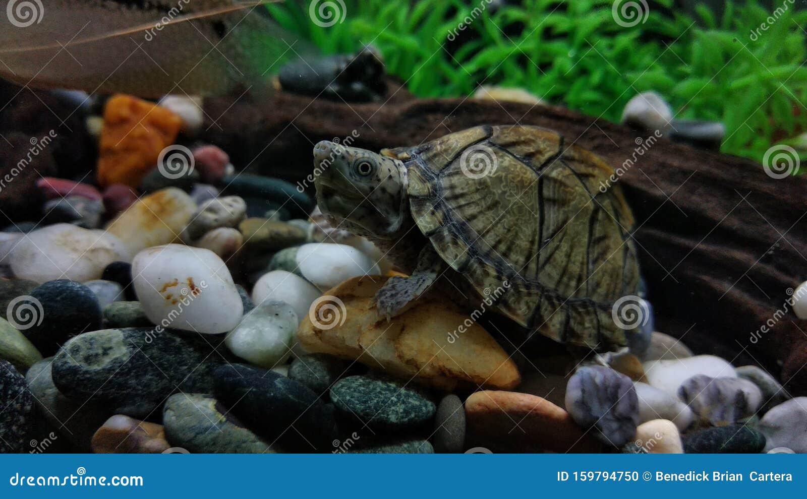 Razorback Turtle Underwater Tank Pet Stock Photo - Image of razorback ...