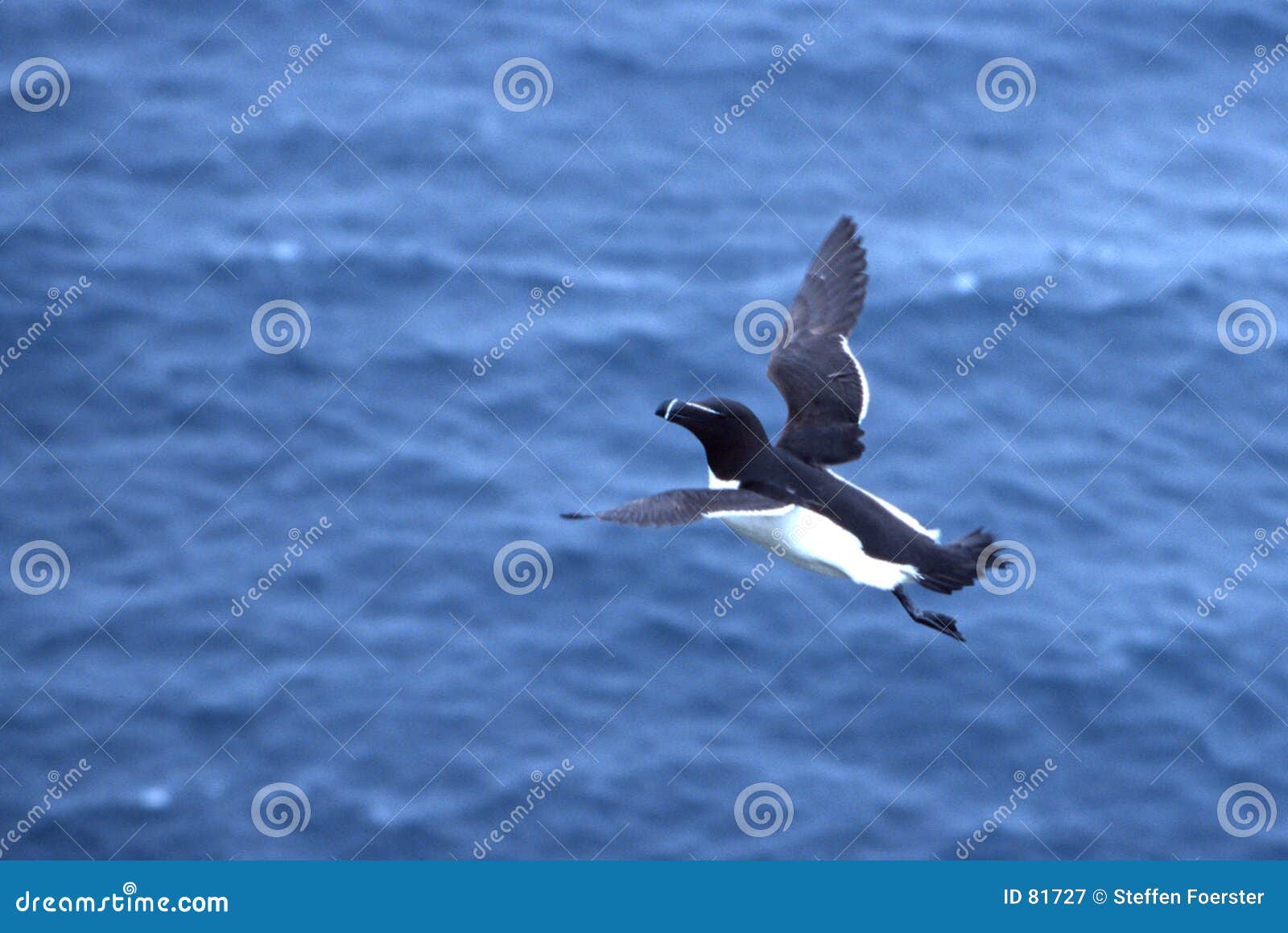 Razorbill stock image. Image of seabirds, flying, flight - 81727