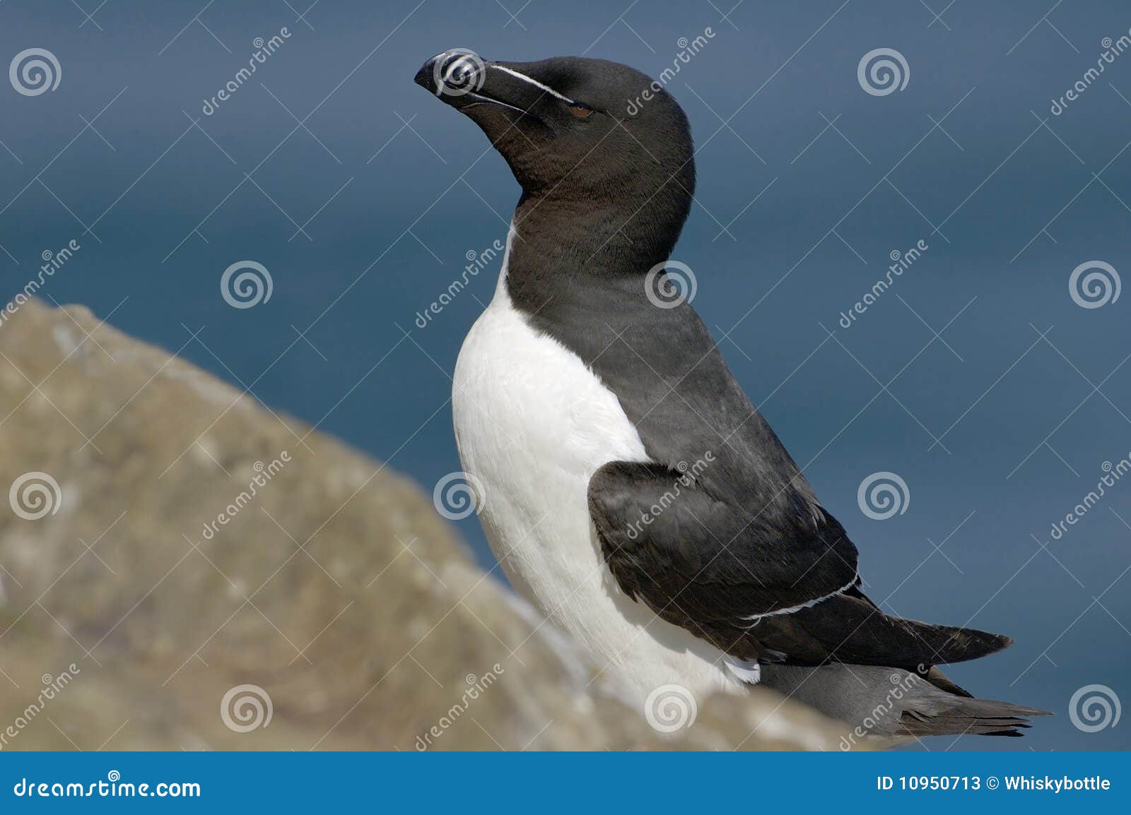 The Razorbill Alca Torda And The Common Murre Or Common Guillemot Stock ...