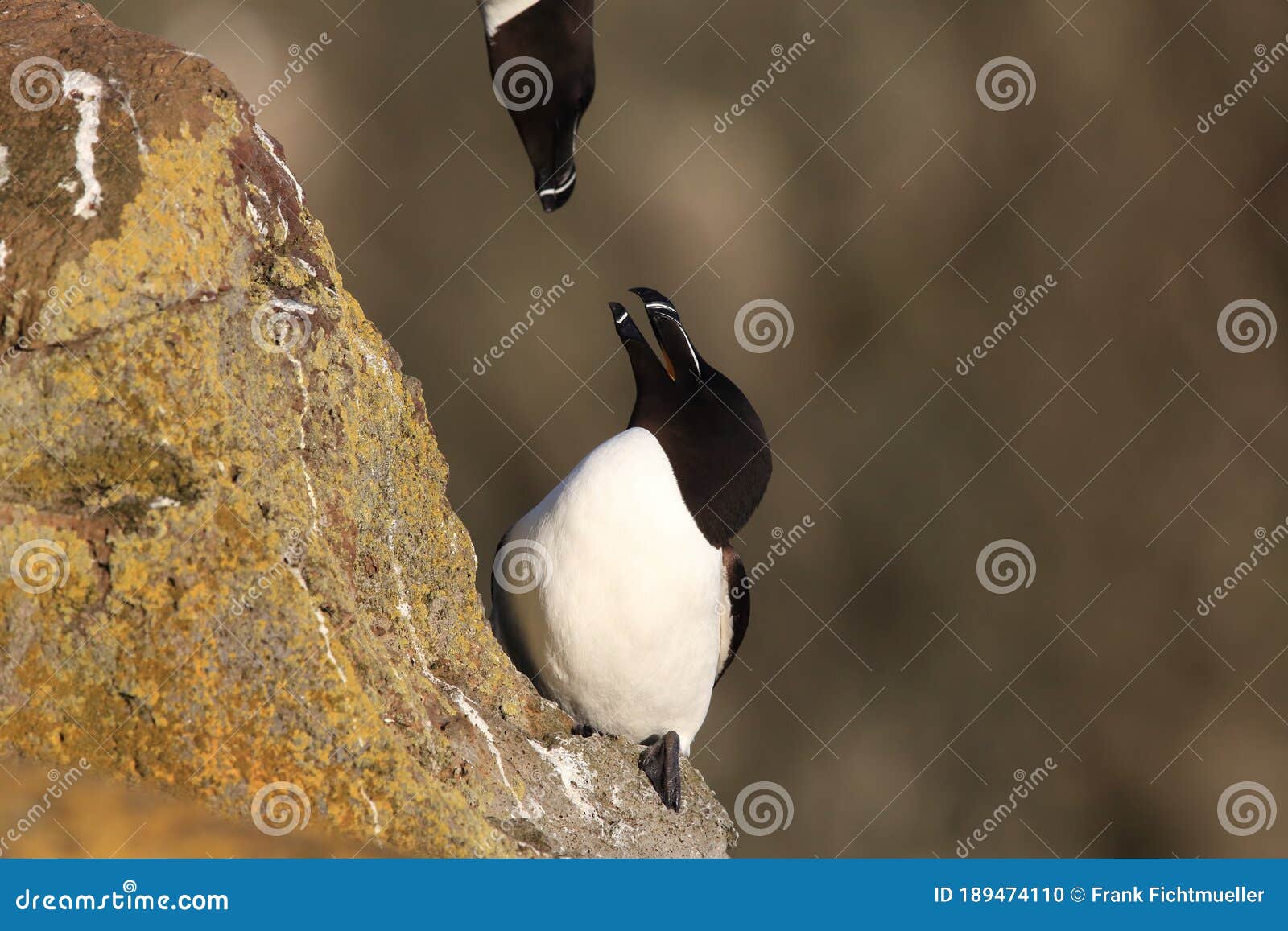 Razorbill (Alca Torda) Latrabjarg Iceland Stock Photo - Image of ...