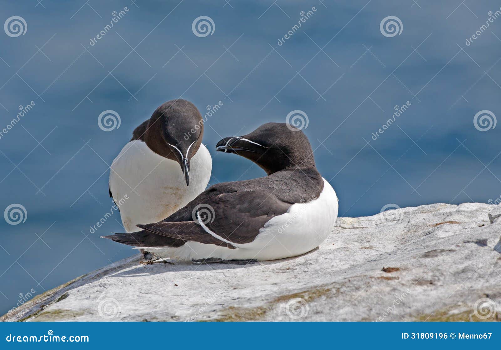 Razorbill (Alca torda) stock photo. Image of pair, alca - 31809196