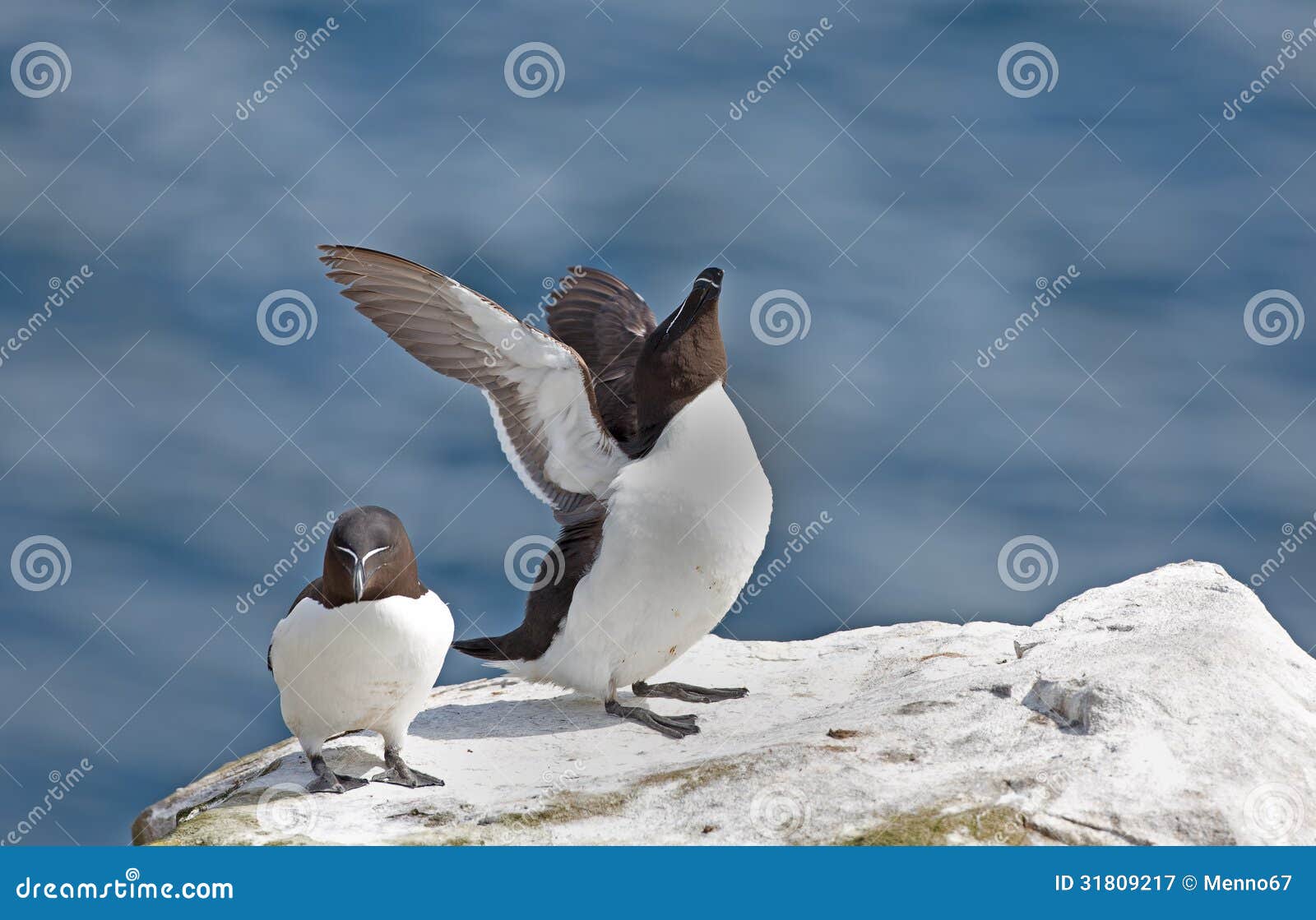 Razorbill (Alca torda) stock image. Image of birds, isles - 31809217