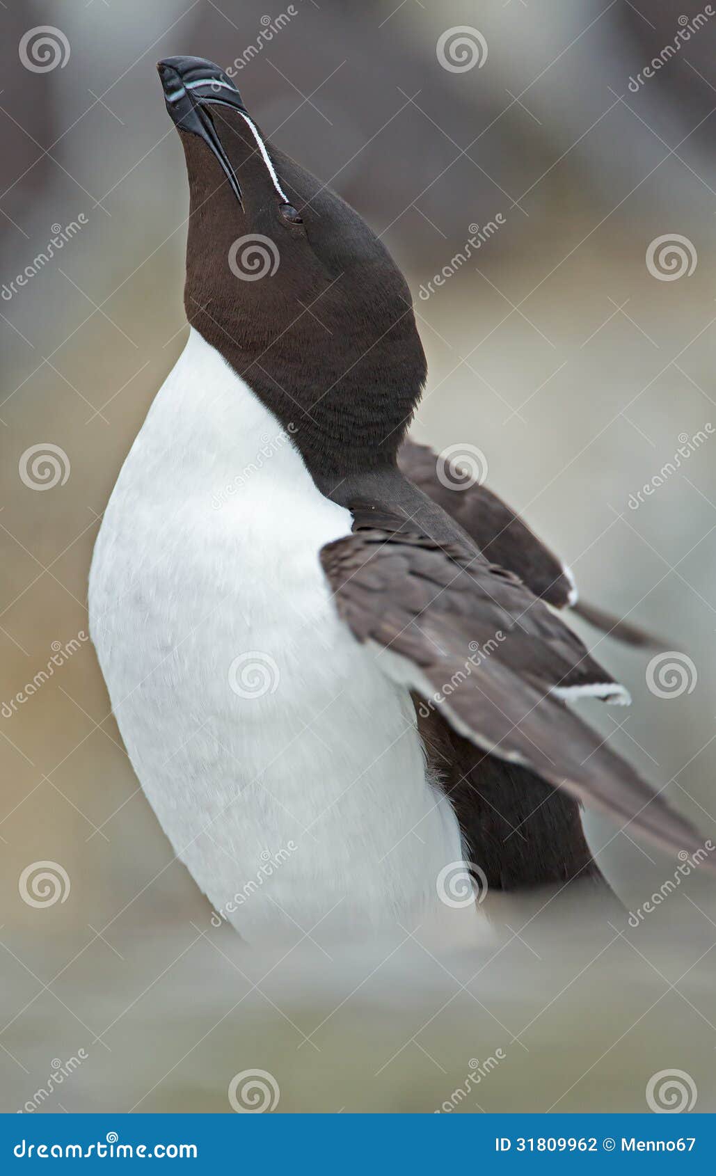 Razorbill (Alca torda) stock photo. Image of coastal - 31809962
