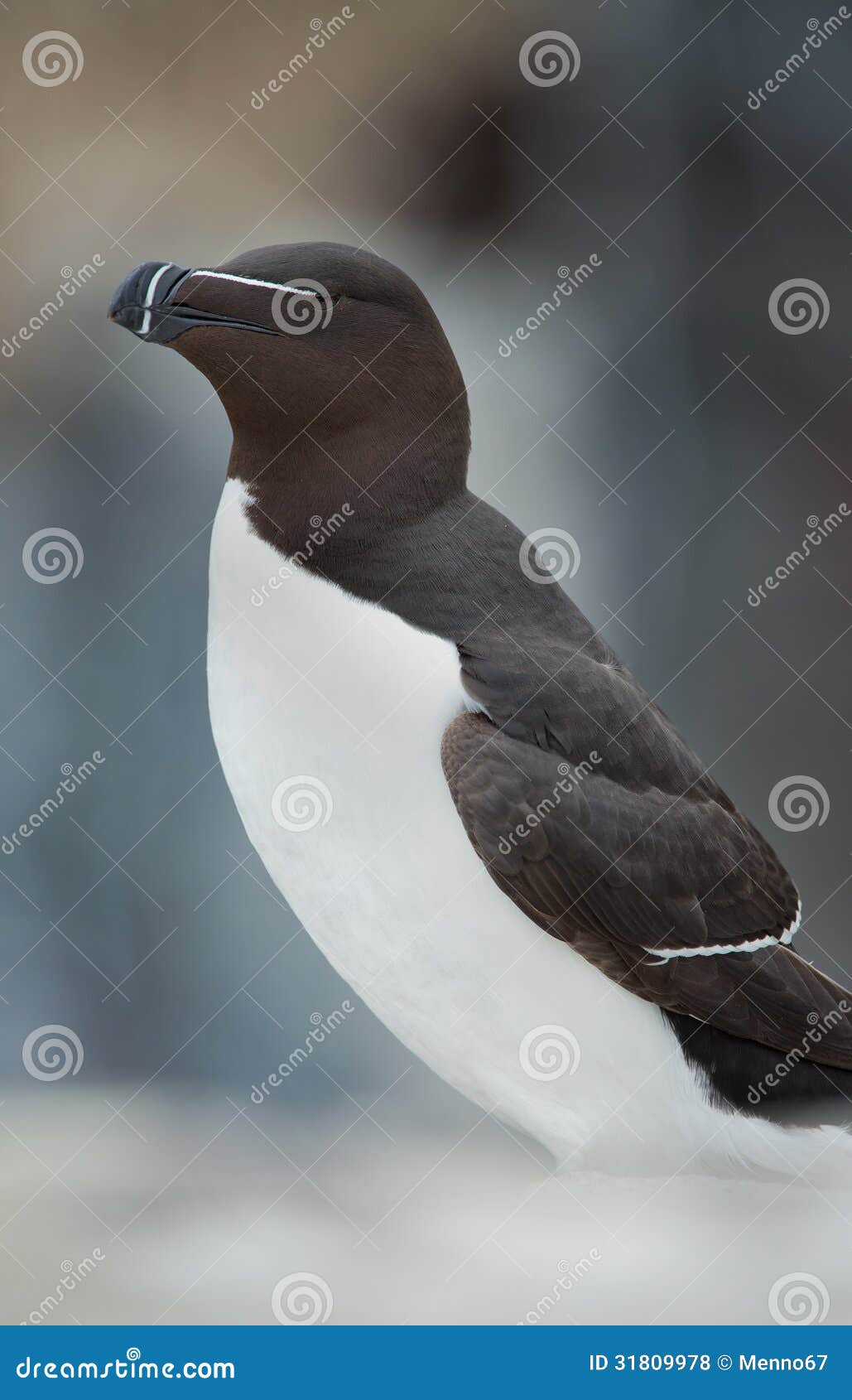 Razorbill (Alca torda) stock photo. Image of cliff, mating - 31809978