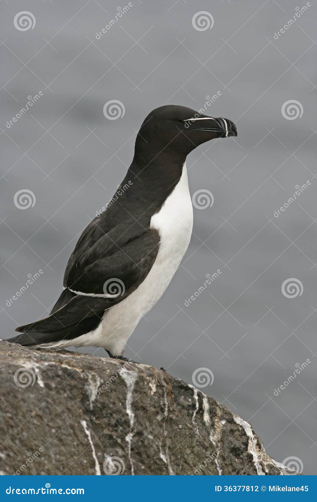 Razorbill, Alca torda stock photo. Image of british, bird - 36377812