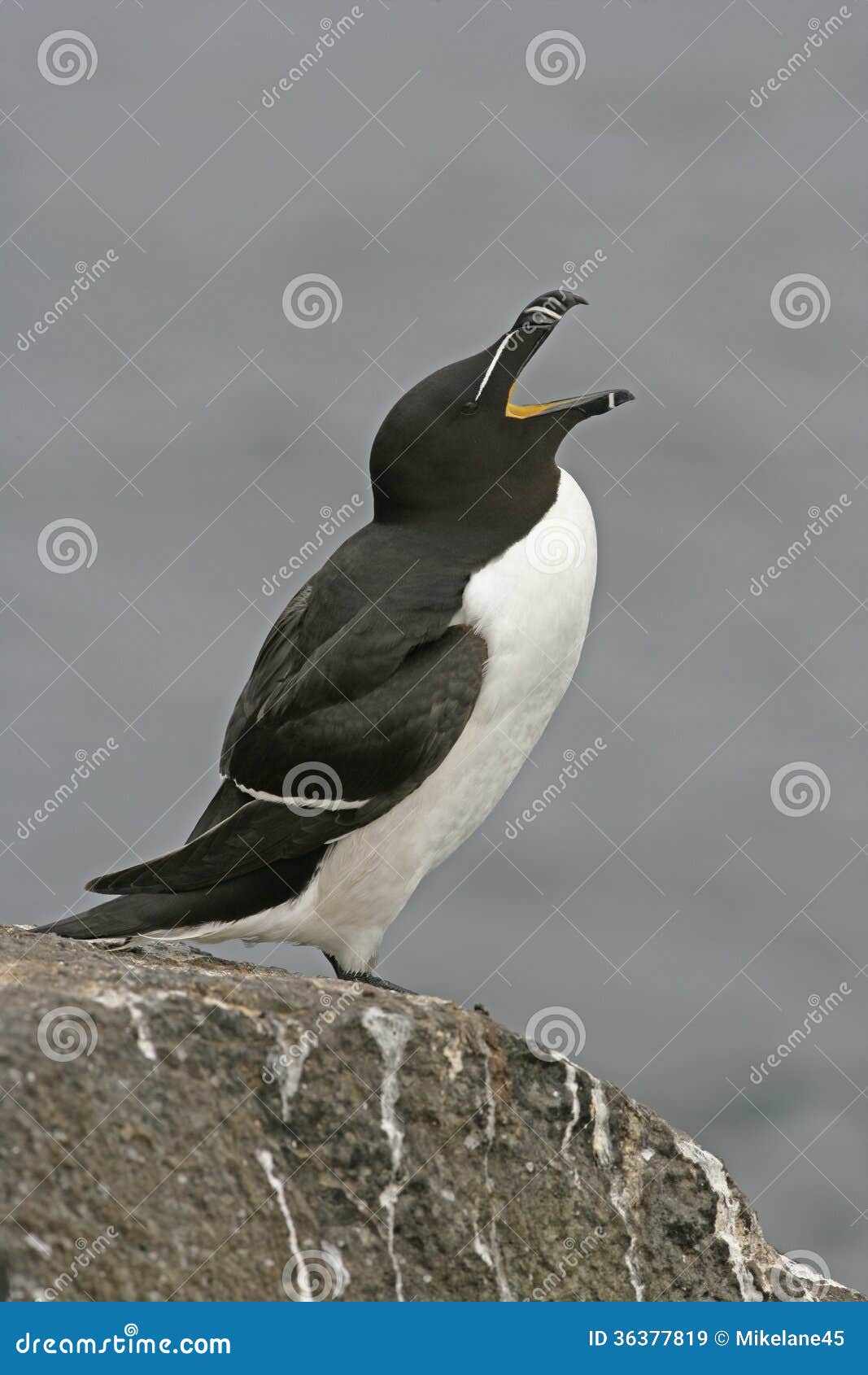 Razorbill, Alca torda stock image. Image of shore, bird - 36377819