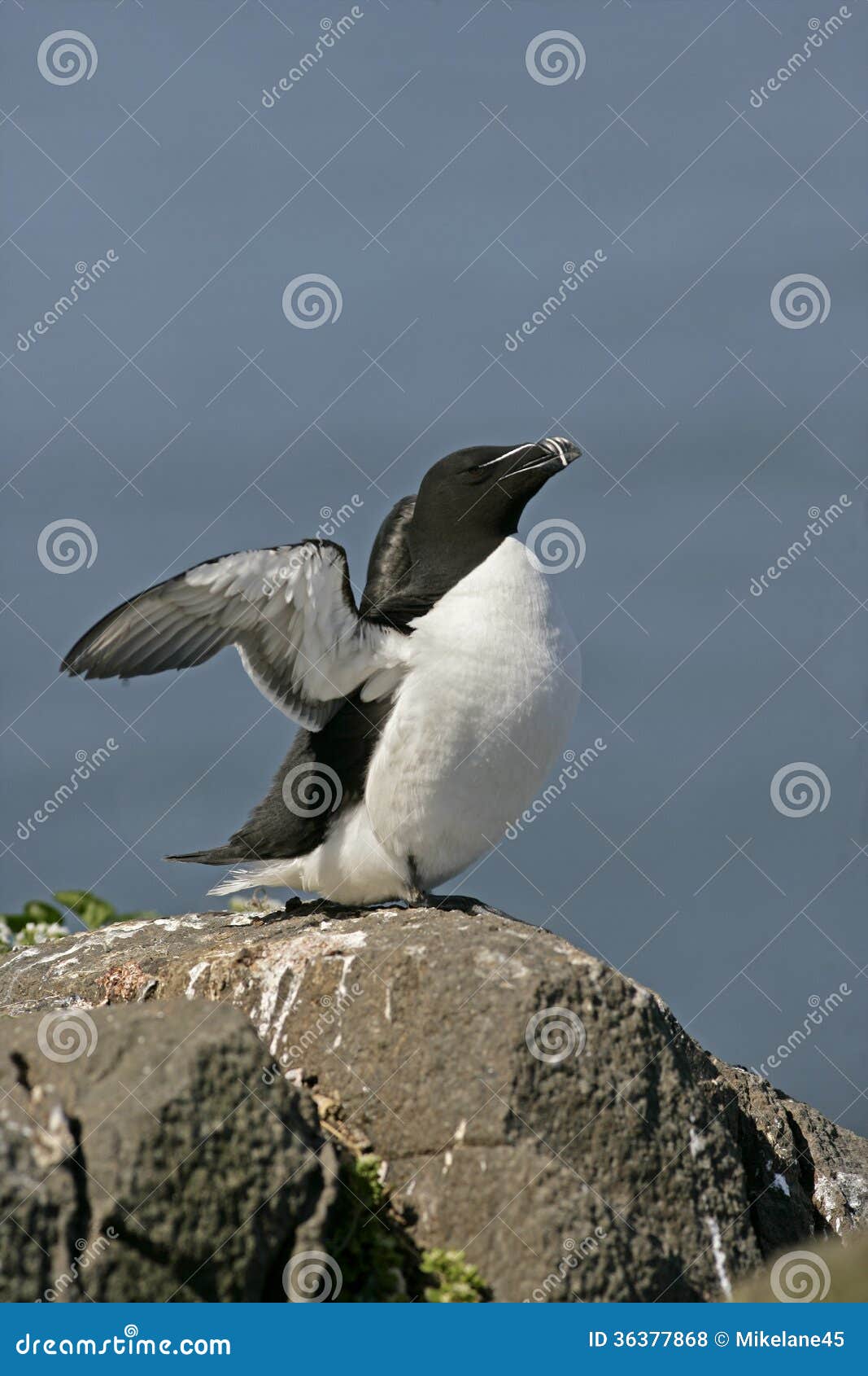 Razorbill, Alca torda stock photo. Image of nature, wildlife - 36377868