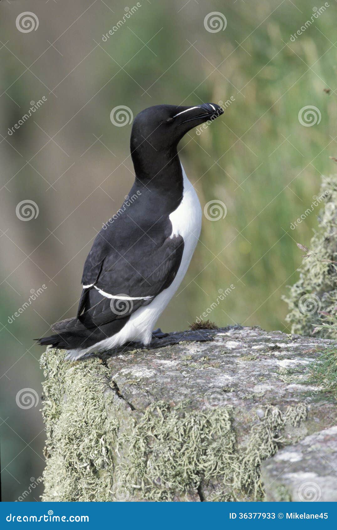 Razorbill, Alca torda stock image. Image of alca, nature - 36377933