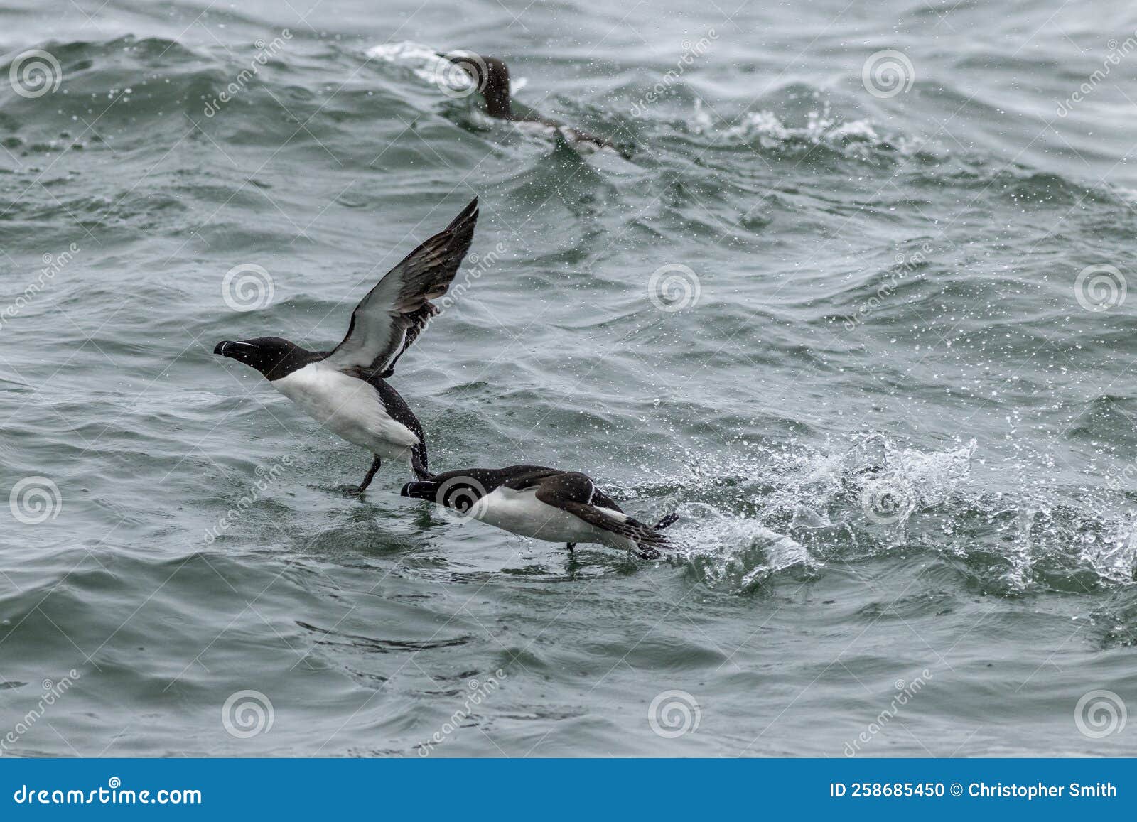 Razorbill Alca torda stock photo. Image of alca, color - 258685450