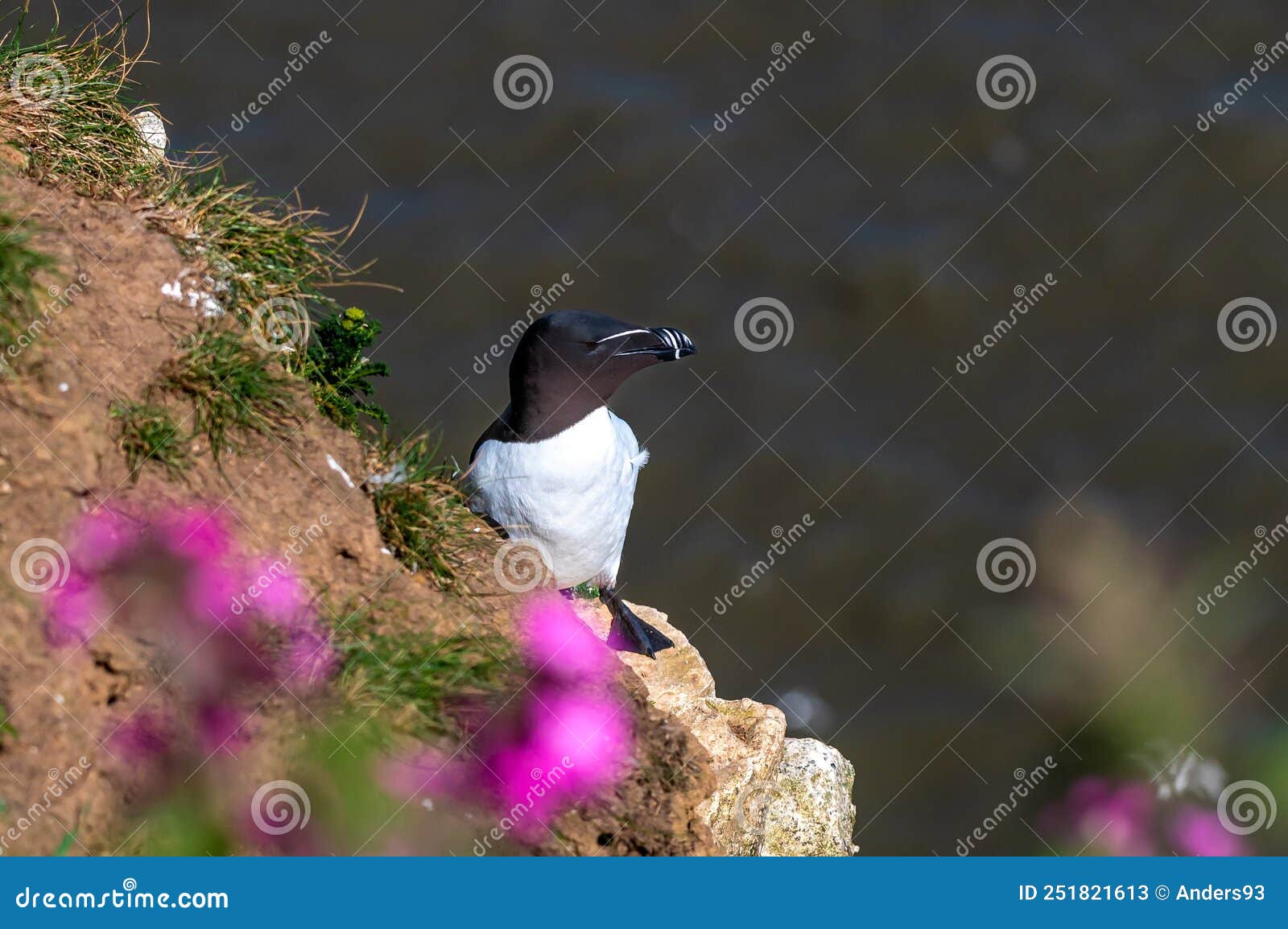 Razorbill Bird, Alca Torda, Perched on Cliff Edge Stock Image - Image ...