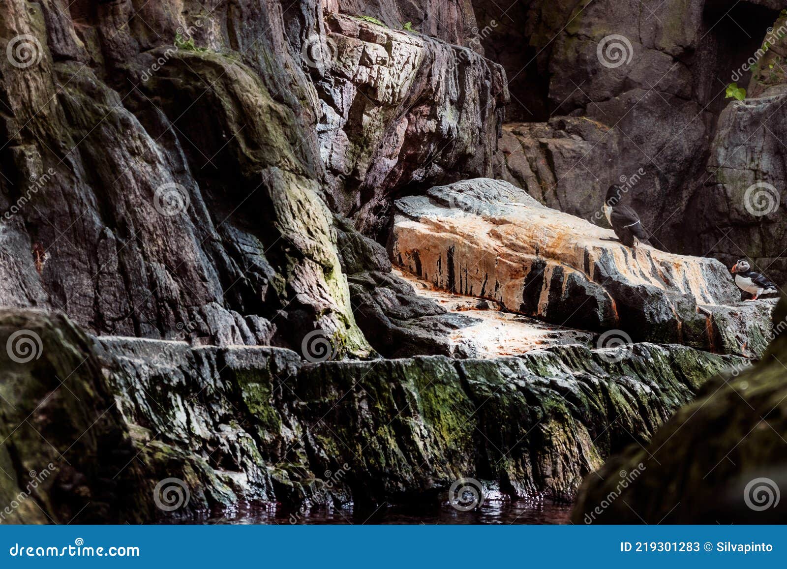 Razorbill Bird in the Natural Habitat Stock Image - Image of landscape ...