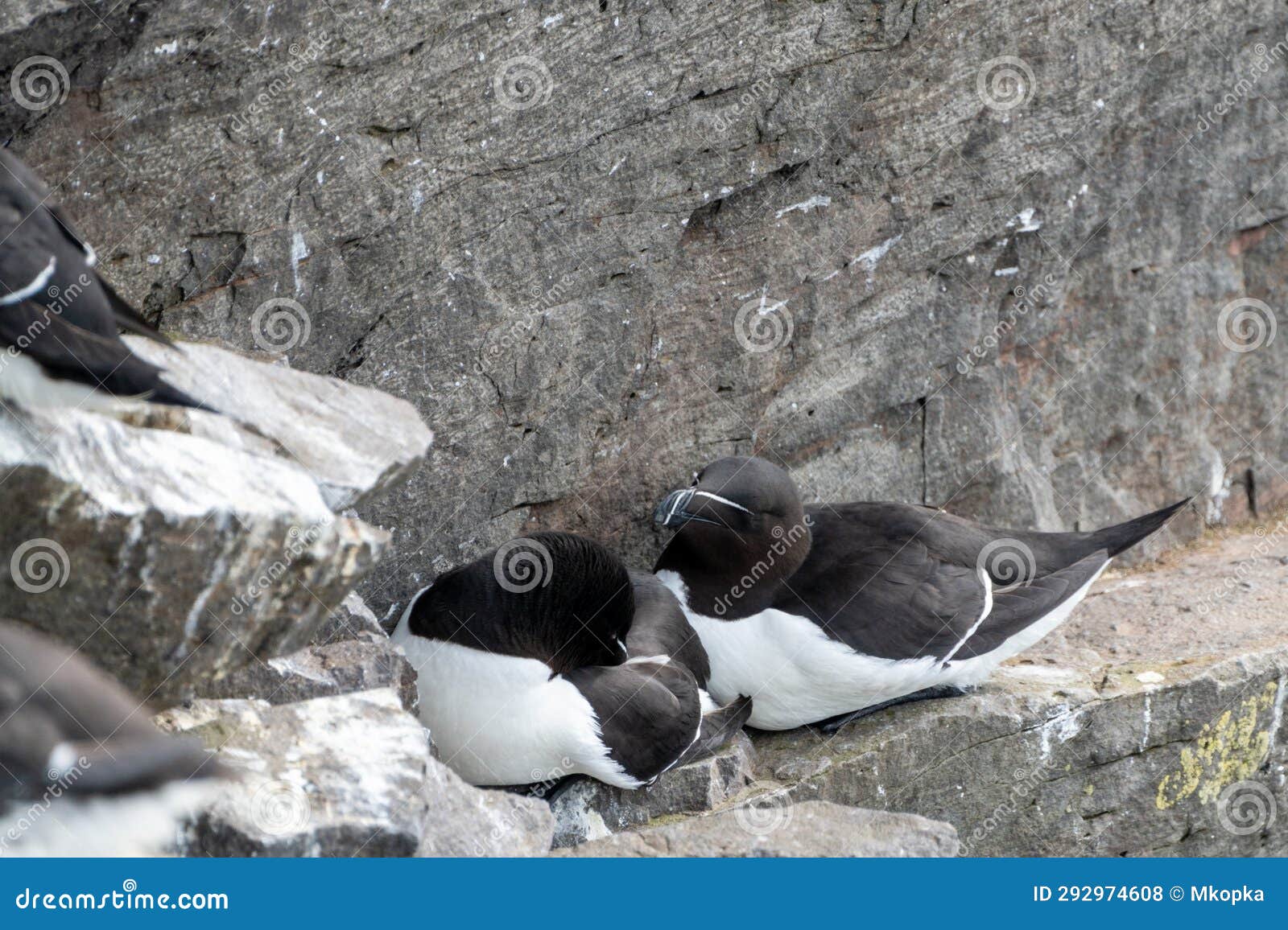 Razorbill Birds, Nesting on the Cliffs of Latrabjarg Iceland Stock ...