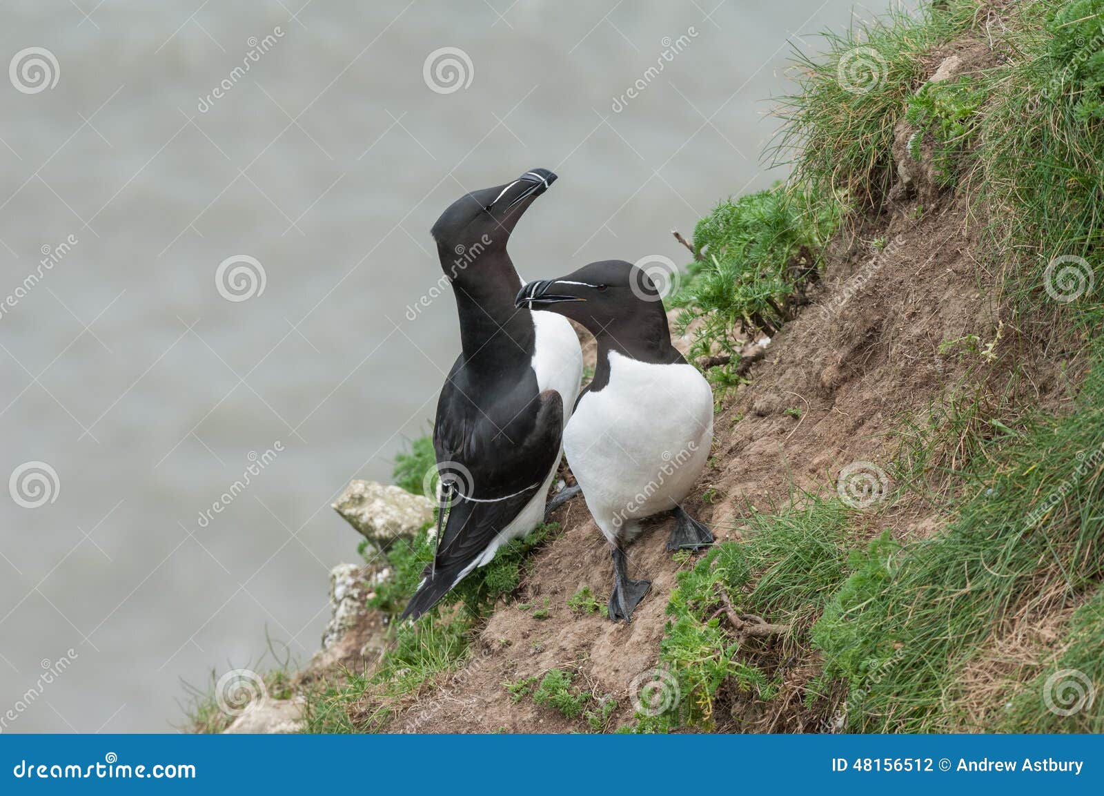 Razorbill stock photo. Image of birds, coast, breeding - 48156512