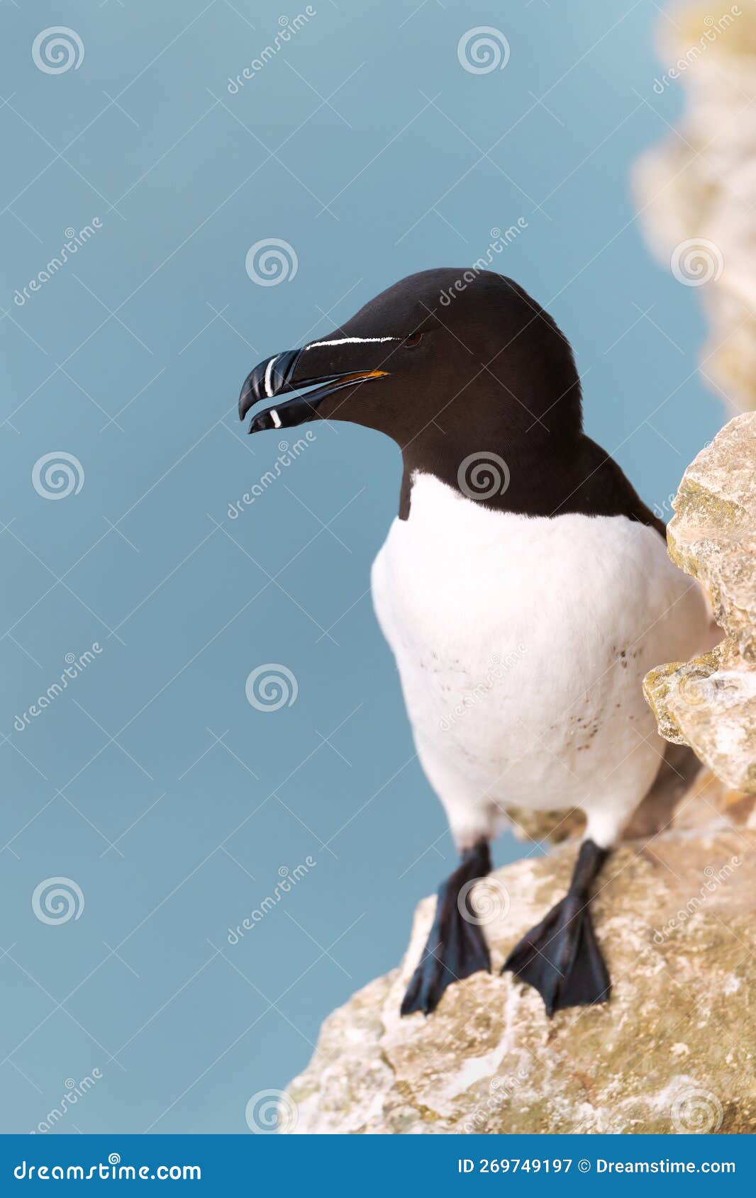 Razorbill on Cliffs Against Blue Background Stock Image - Image of ...