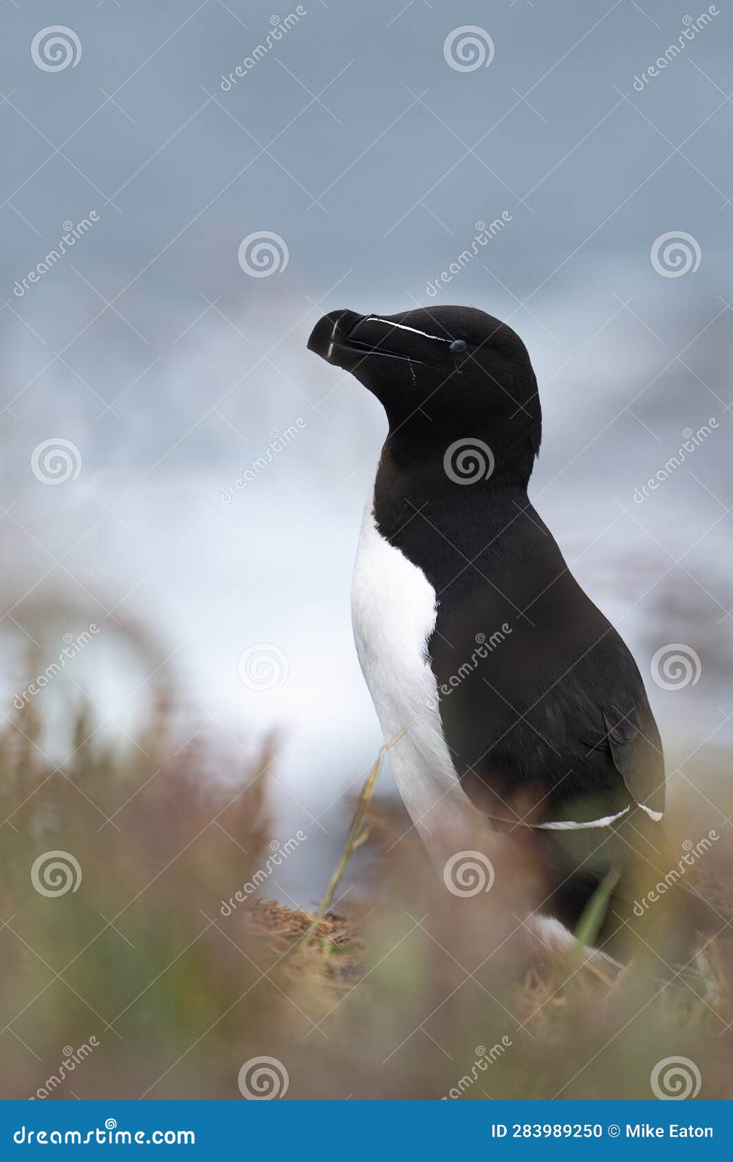 Razorbill on the Cliffs of the Island of Lunga Stock Photo - Image of ...