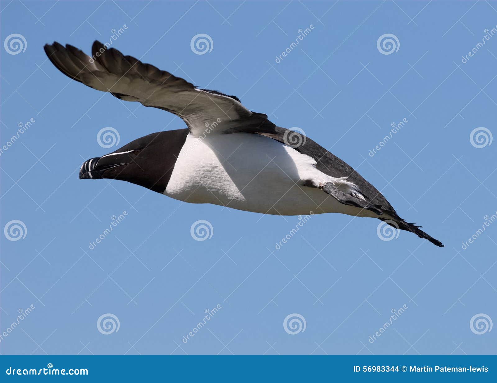 Razorbill in flight 3 stock photo. Image of skokholm - 56983344