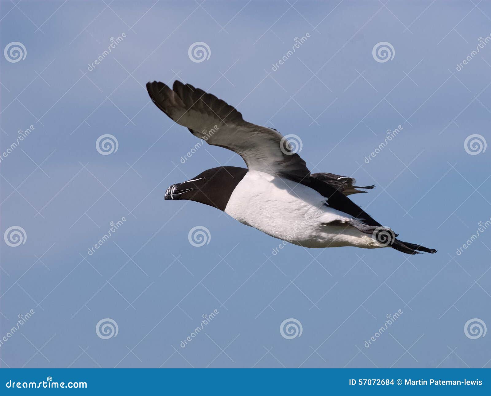 Razorbill in flight 4 stock photo. Image of white, razorbill - 57072684