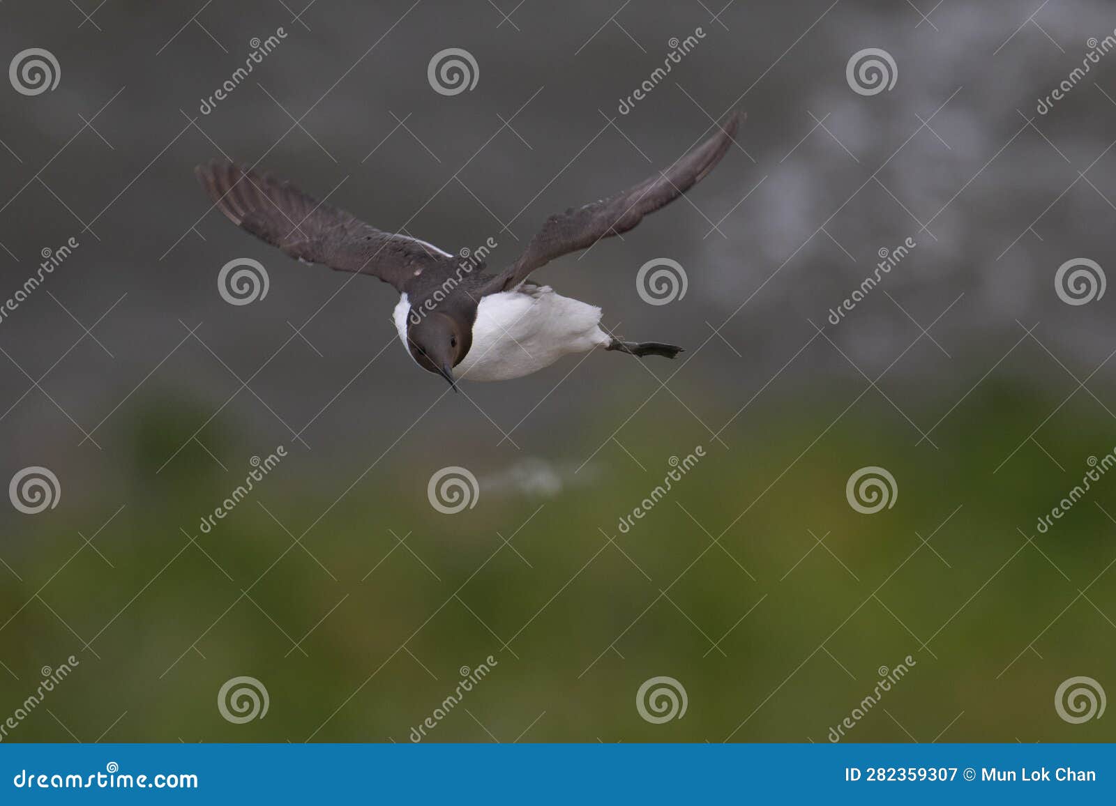 Razorbill Flying Down the Cliff Stock Image - Image of flower, falcon ...