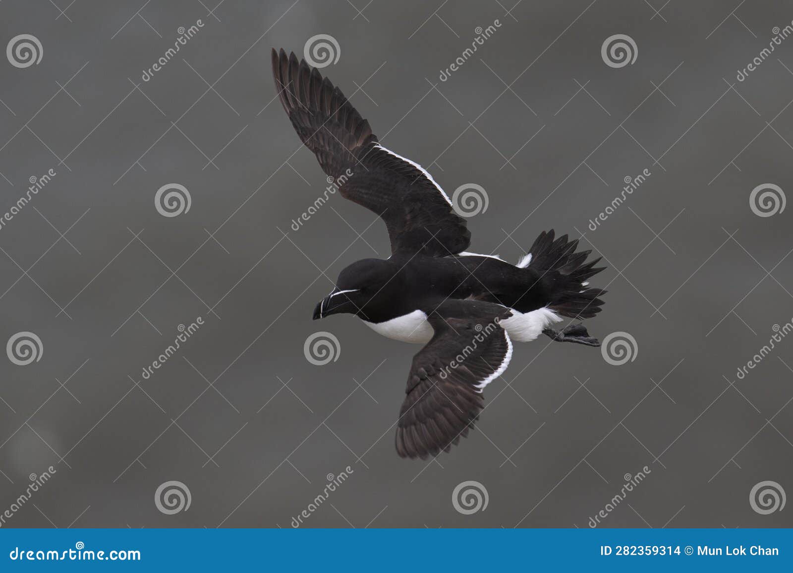 Razorbill Flying Down the Cliff Stock Photo - Image of gull, razorbill ...