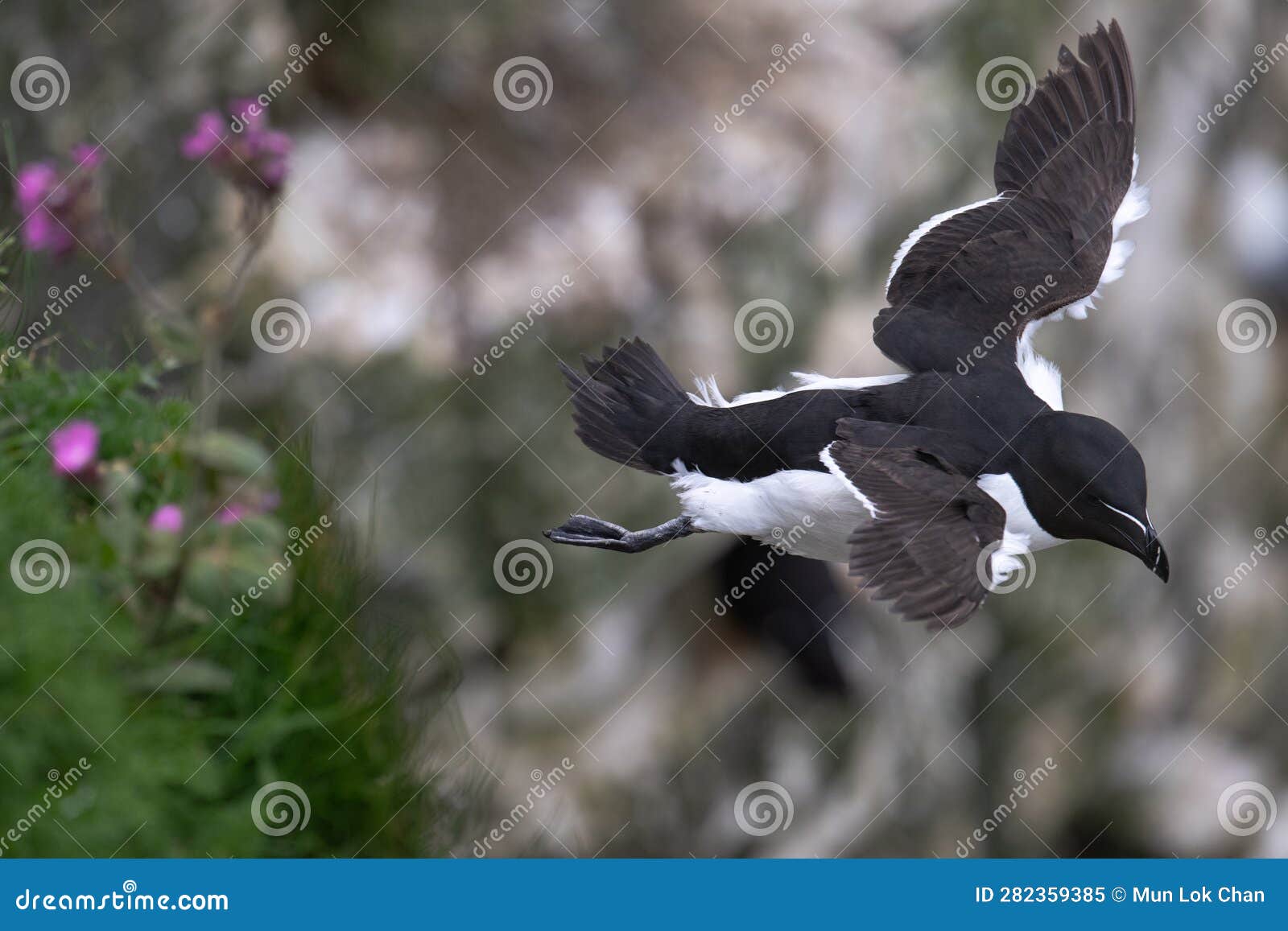Razorbill Flying Down the Cliff Stock Image - Image of falcon, cliff ...
