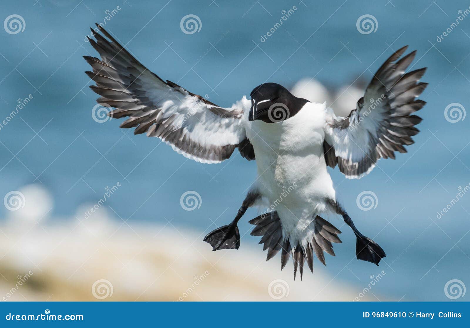 Razorbill stock photo. Image of machias, florida, gray - 96849610