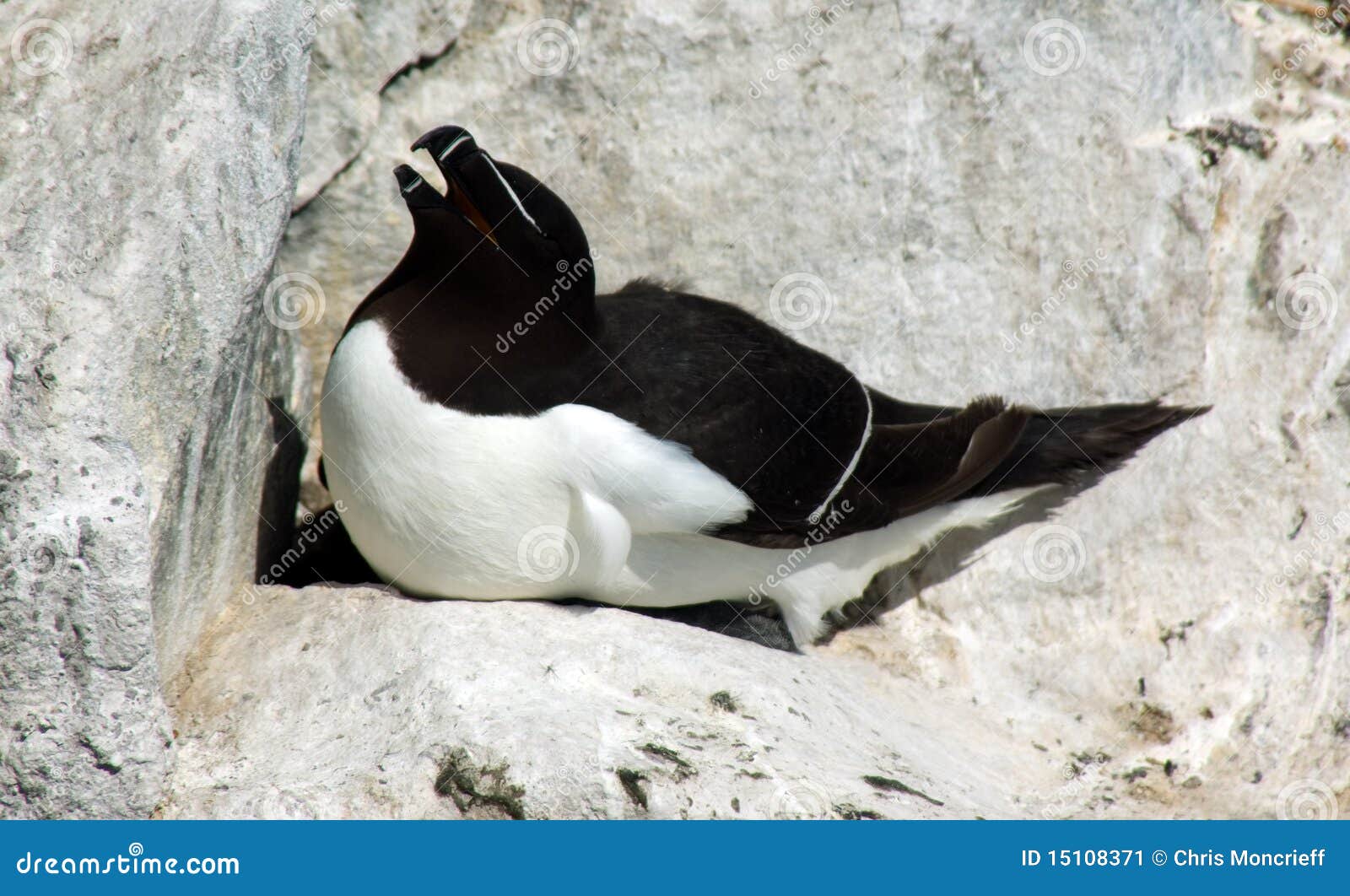 Razorbill on nest stock image. Image of black, bird, razorbill - 15108371