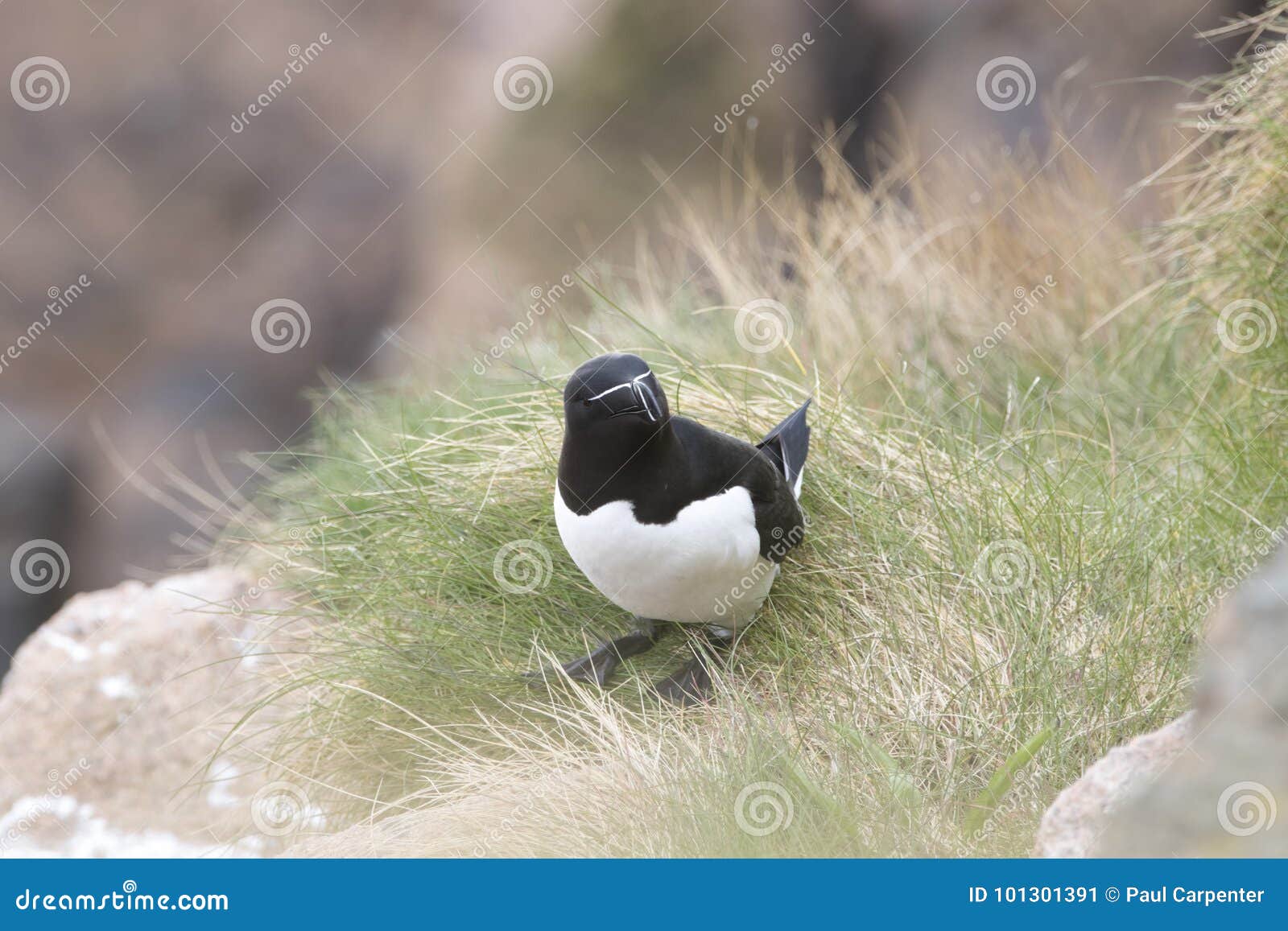 Razorbill Portrait Fishing Nesting Stock Image - Image of closeup, edge ...
