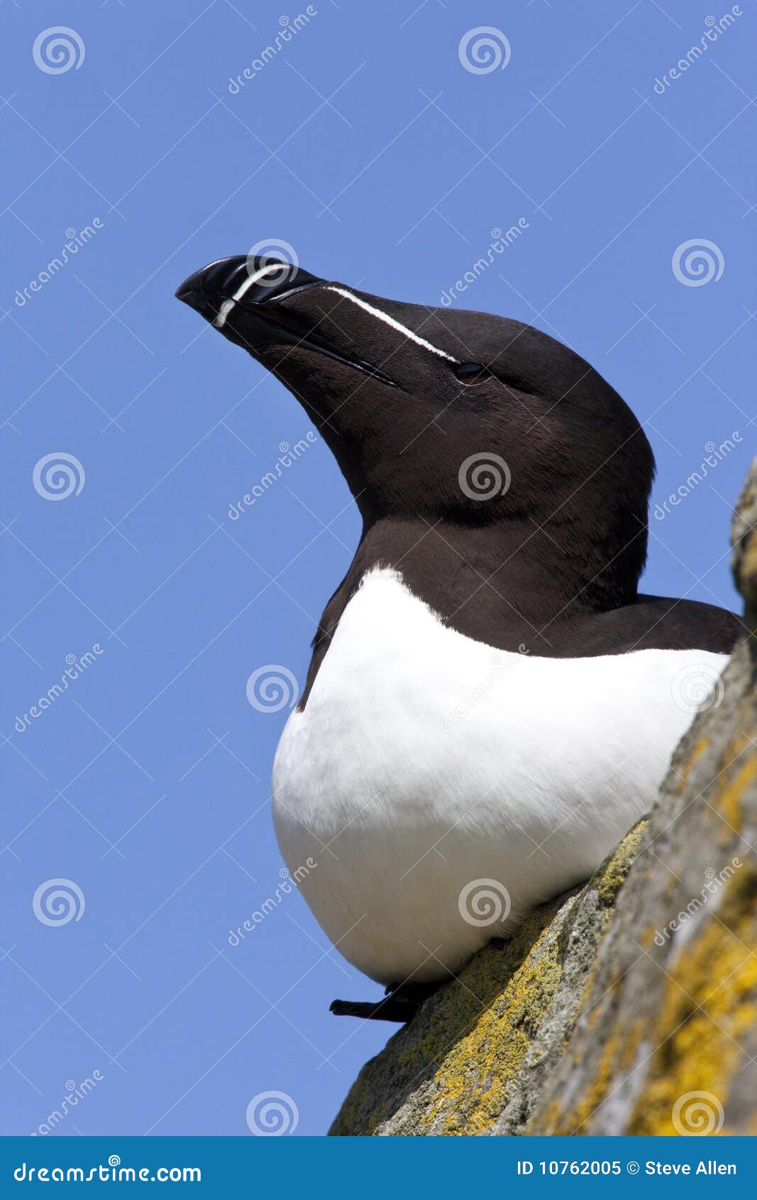 Razorbill - Scotland stock image. Image of wildlife, lunga - 10762005