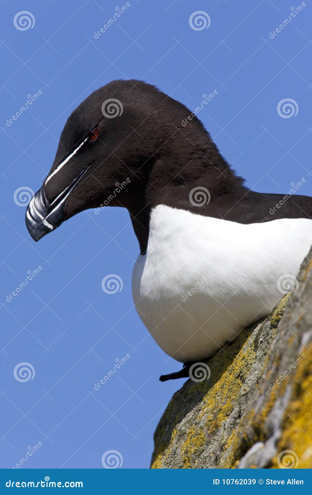 Razorbill - Scotland stock image. Image of bird, beak - 10762039