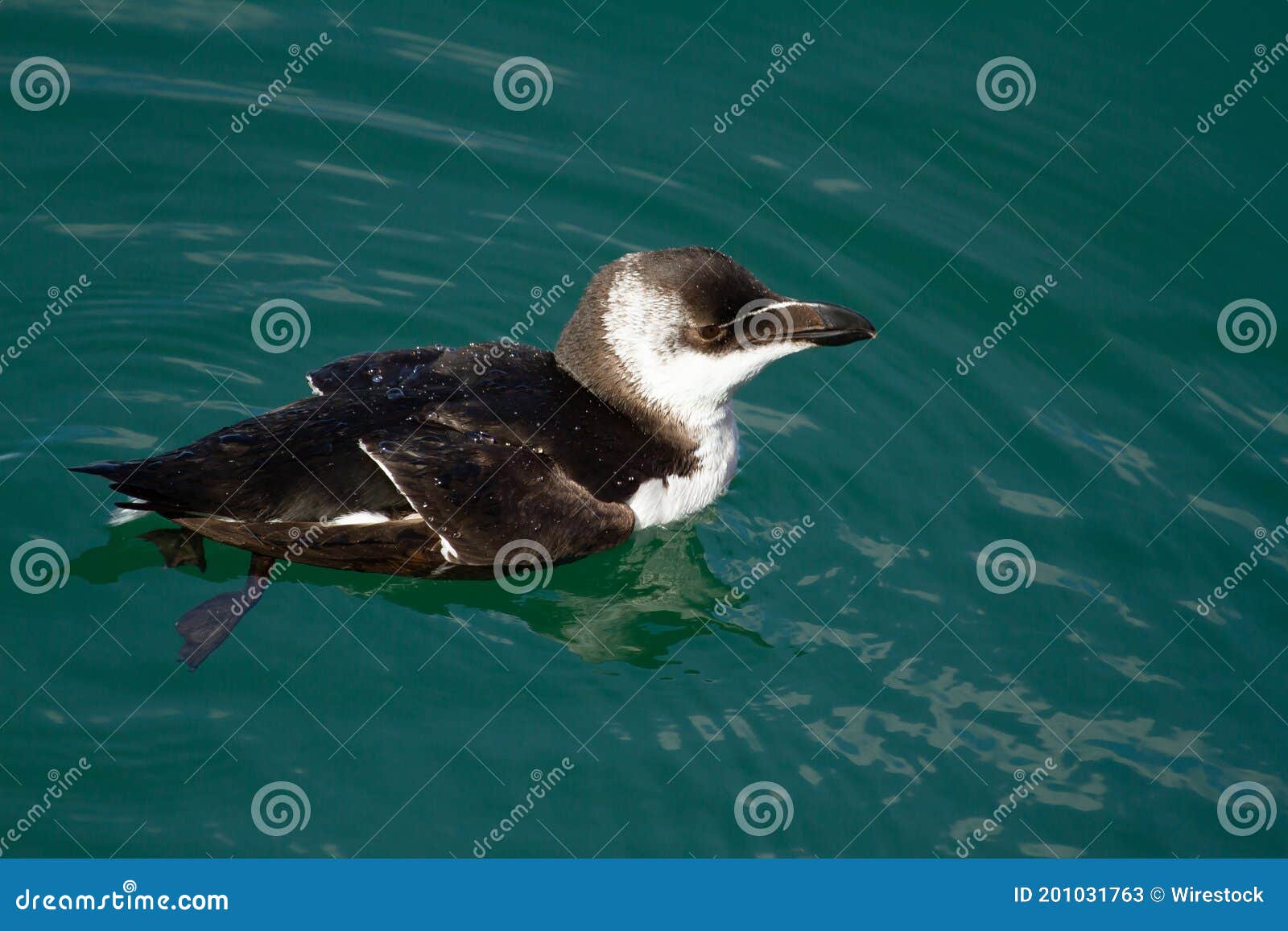 Razorbill Swimming Near the Island of May Stock Image - Image of ...