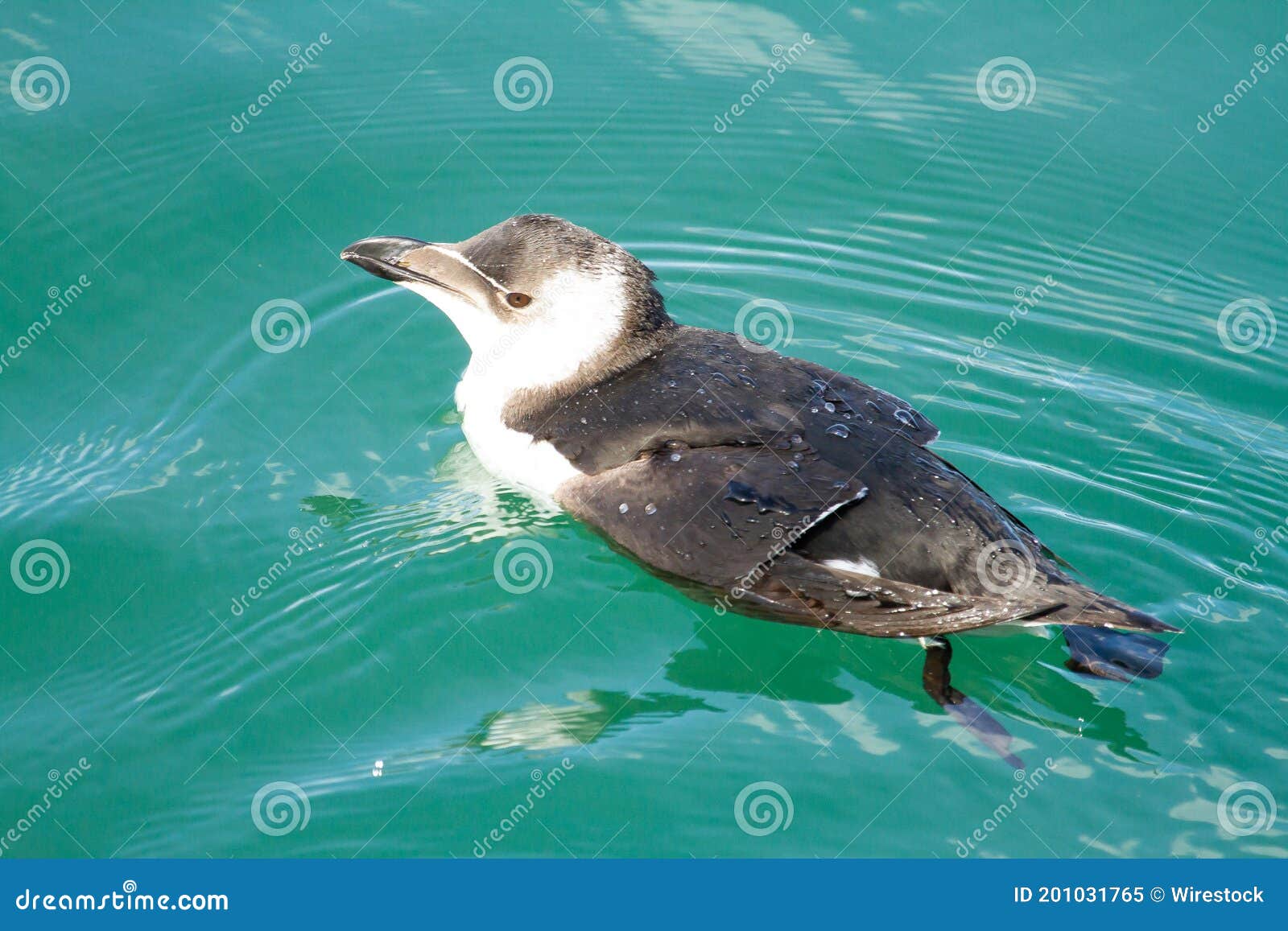 Razorbill Swimming Near the Island of May Stock Image - Image of wild ...
