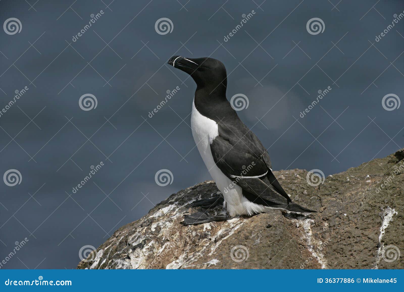 Razorbill, torda del Alca foto de archivo. Imagen de animal - 36377886