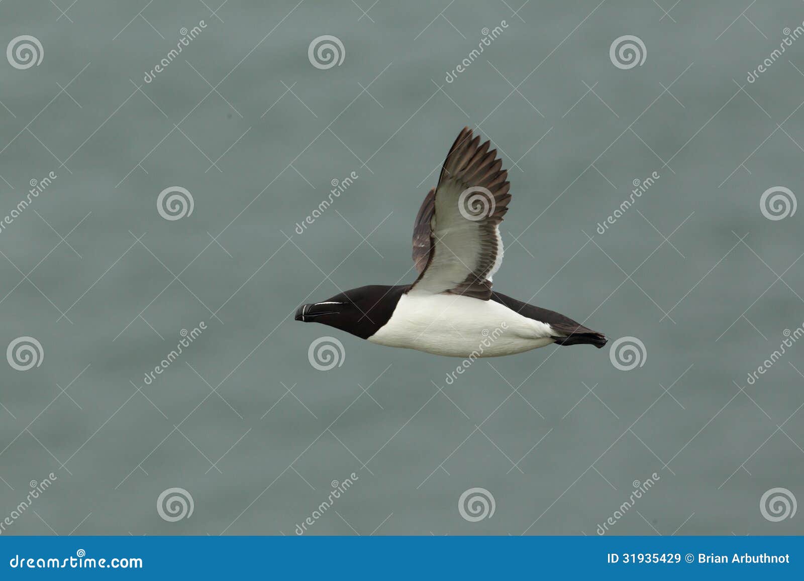 Razorbill. stock image. Image of razorbills, wildlife - 31935429
