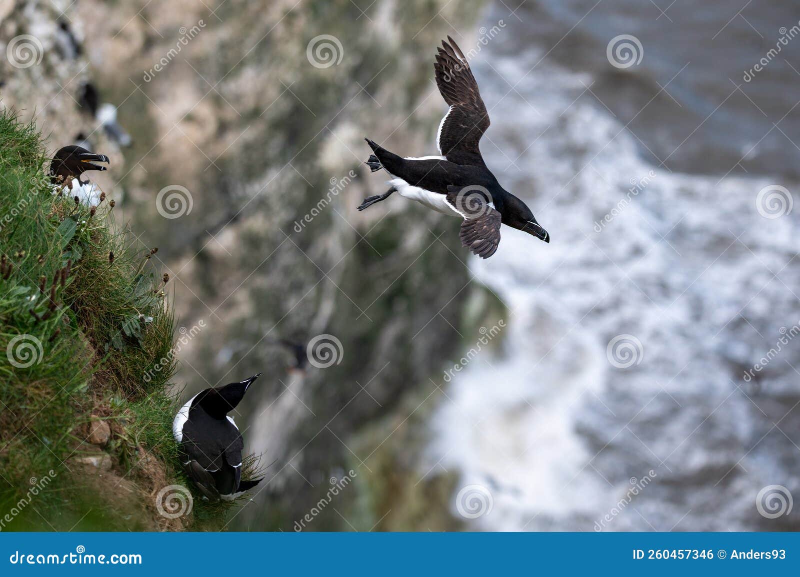 Razorbill, Alca Torda, in Flight Stock Photo - Image of coast ...