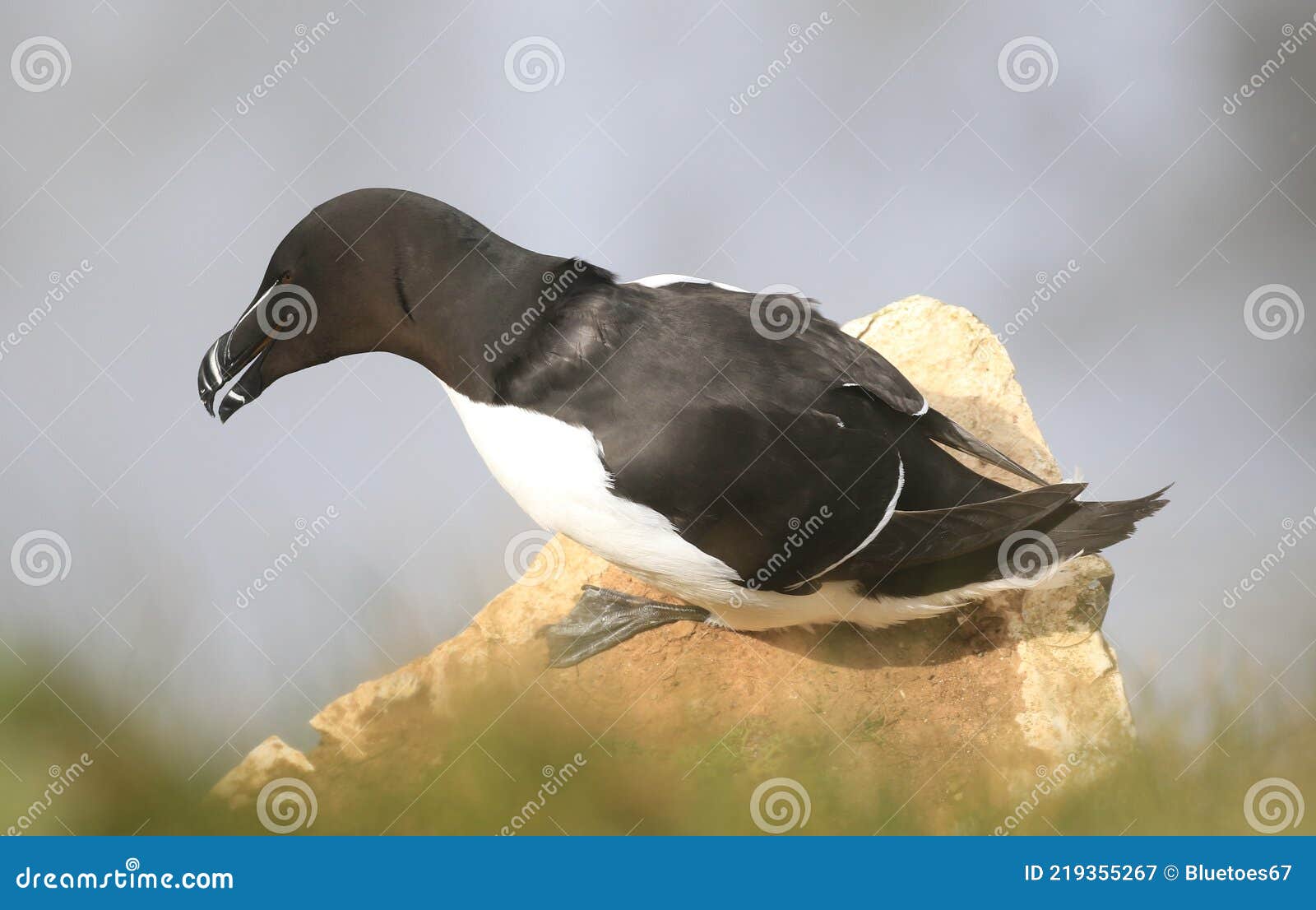 A Razorbills Looking Over a Cliff Edge Ready To Fly Stock Image - Image ...