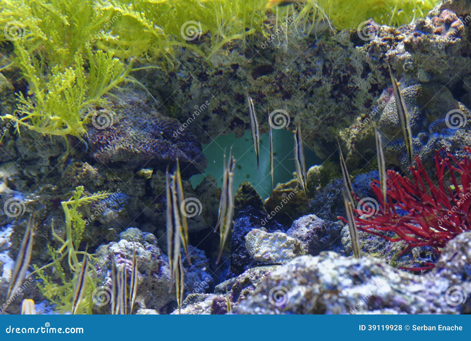 Razorfish photo stock. Image du raies, récif, normal - 39119928