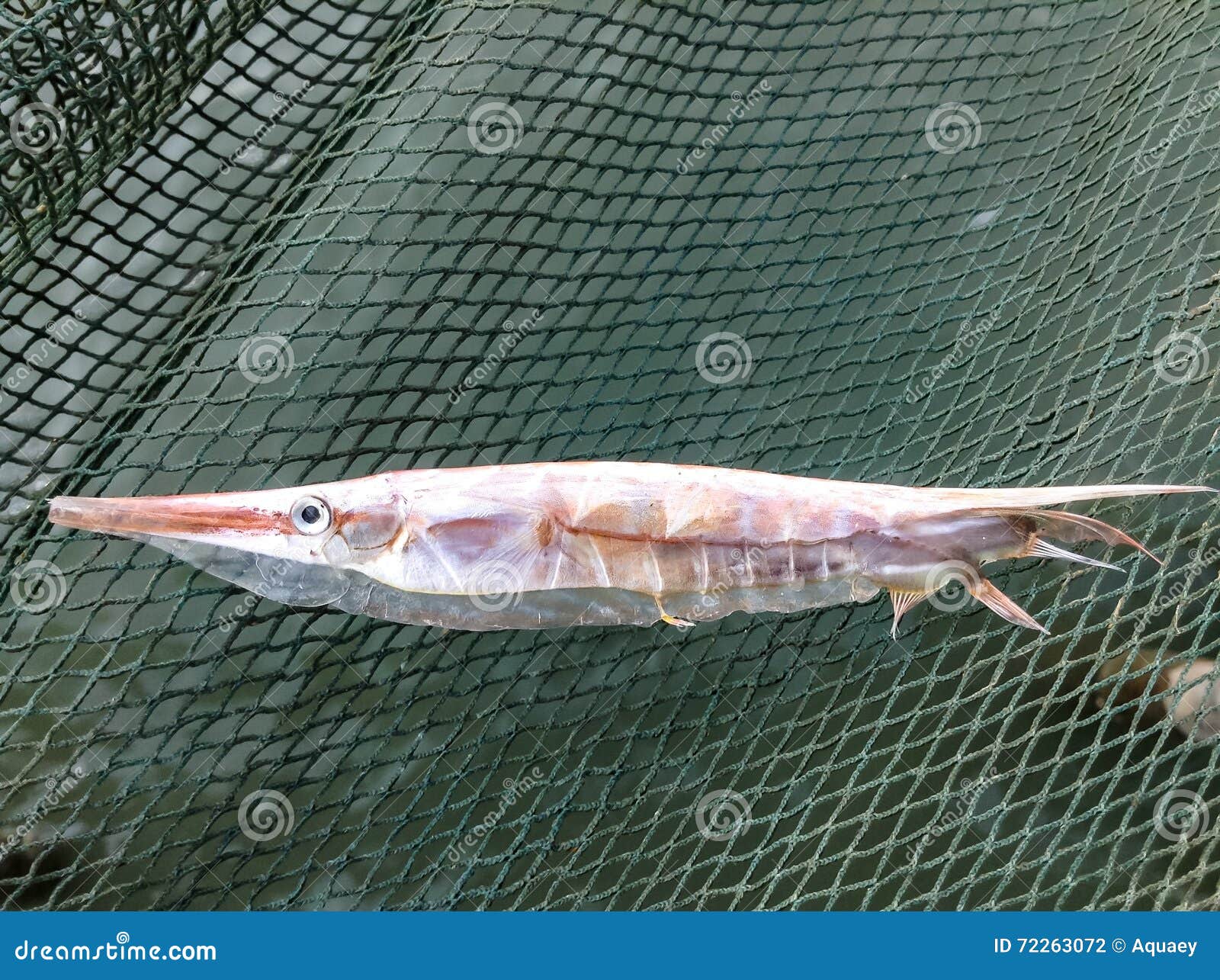 Razorfish photo stock. Image of fond, beau, chéri, animal - 72263072